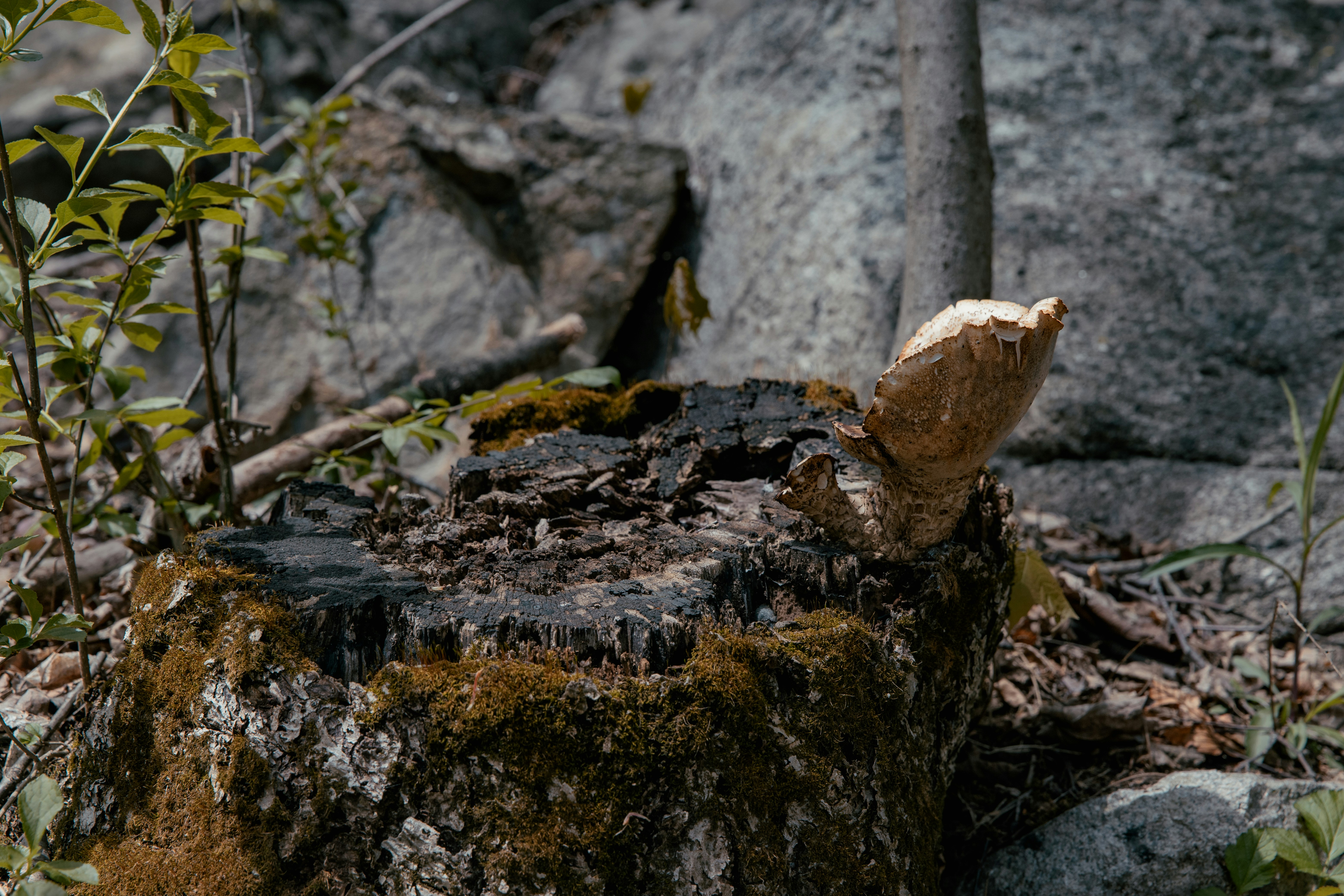 Moss-Ceded Stump: Quiet Forest Aftercare