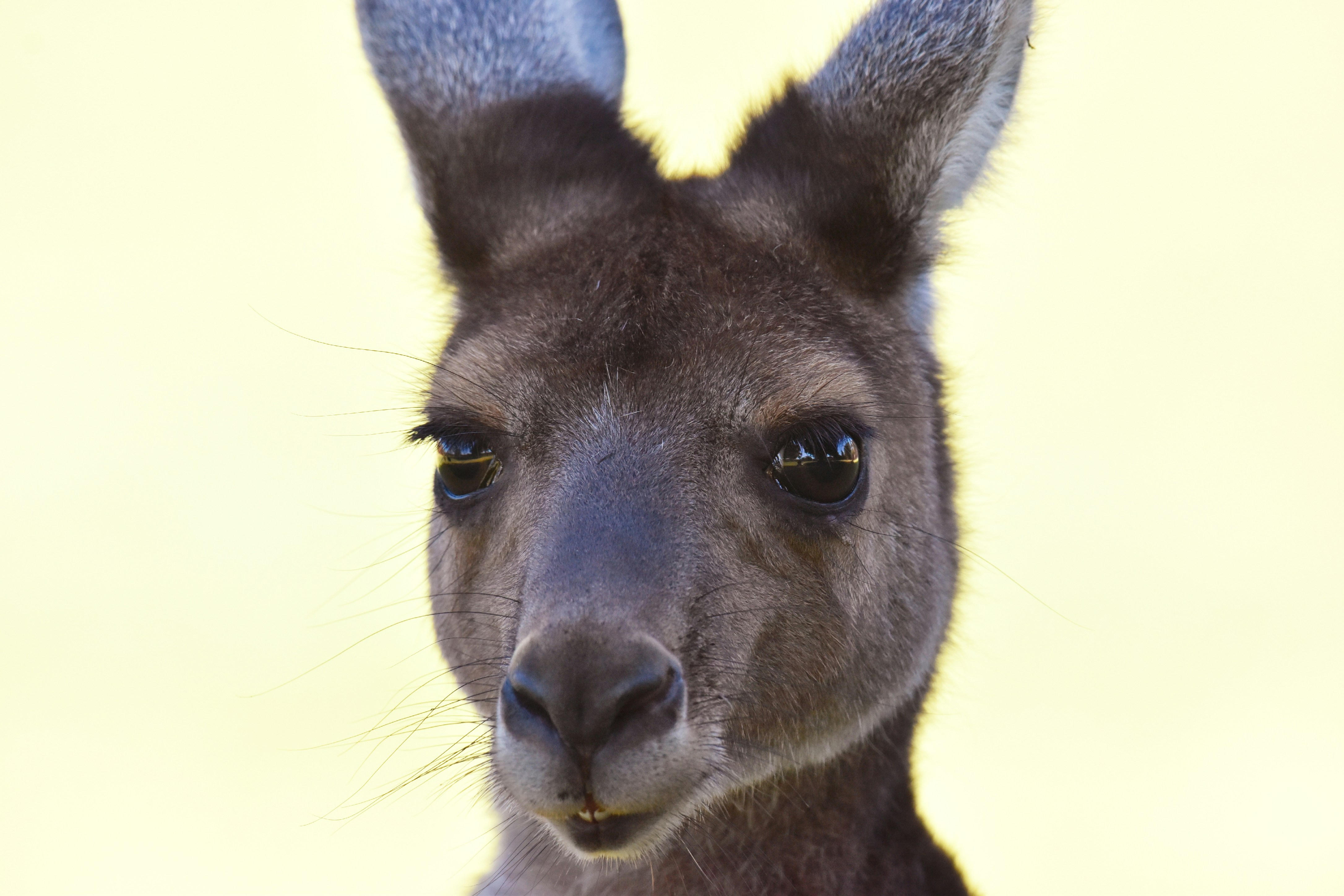 Quiet Gaze: Close-Up Portrait of a Kangaroo Joey