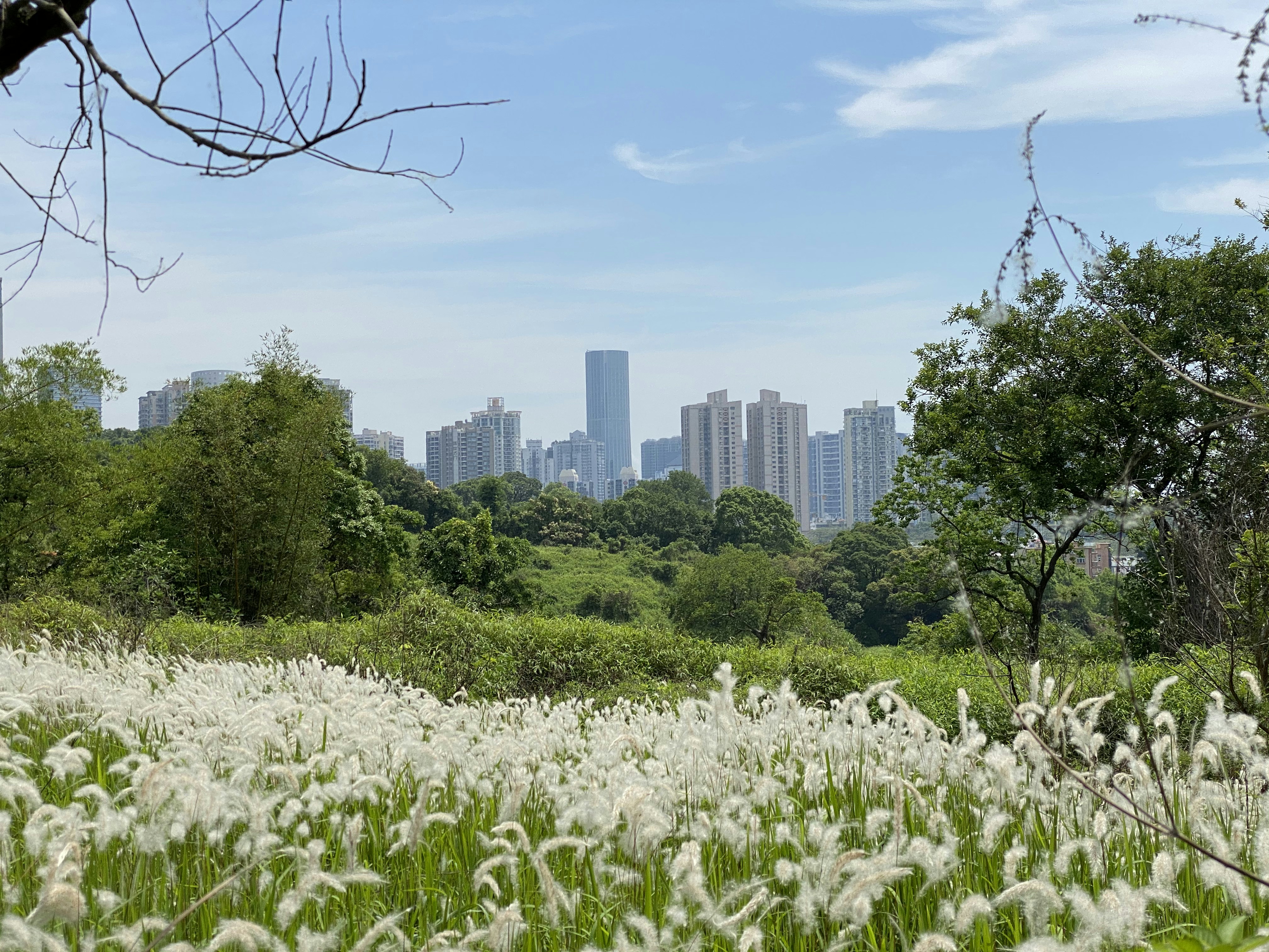 Lush green meadow with white flowers in the foreground leading to a distant city skyline under a clear blue sky.