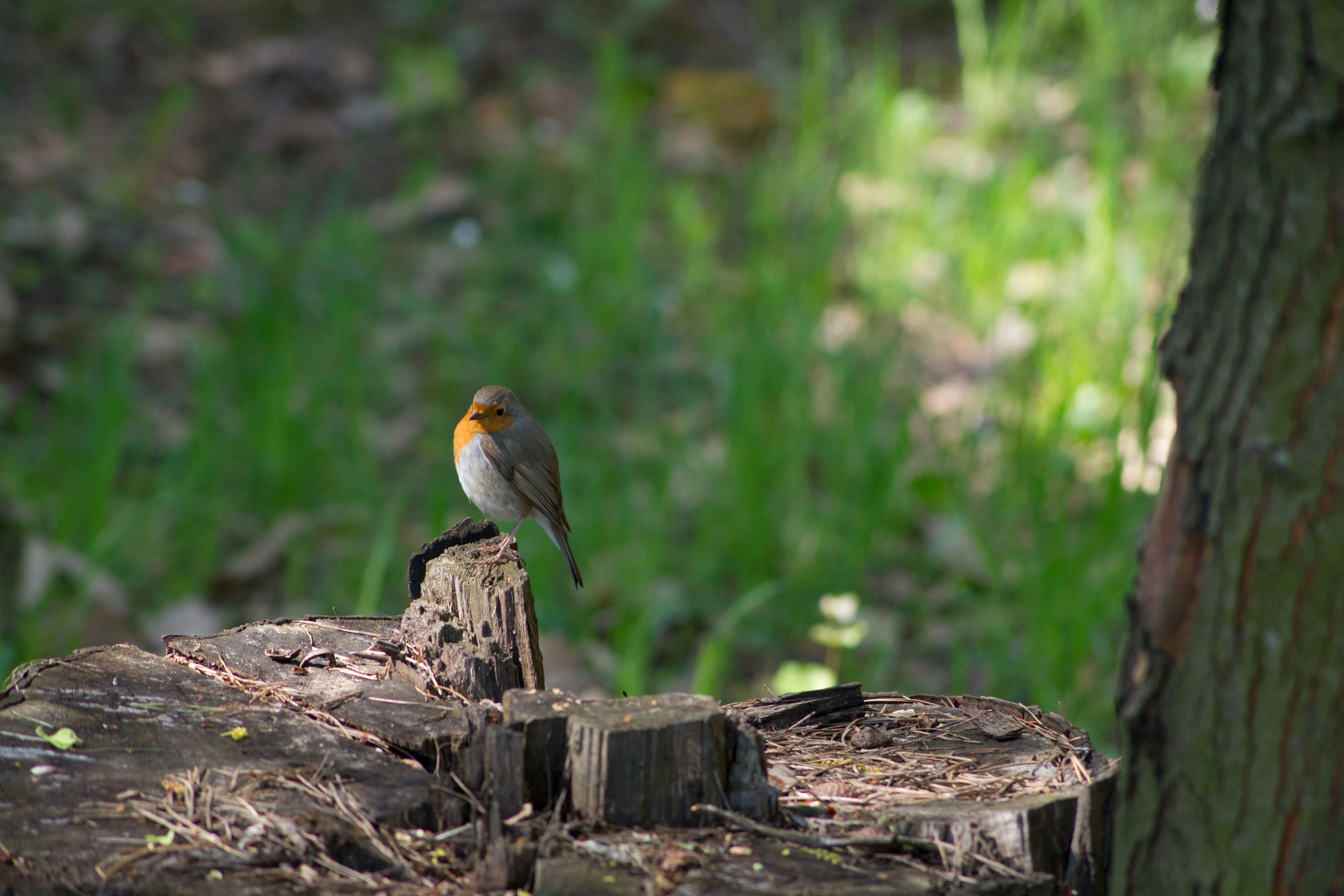European robin perched on a tree stump amidst lush greenery in a sunlit forest.