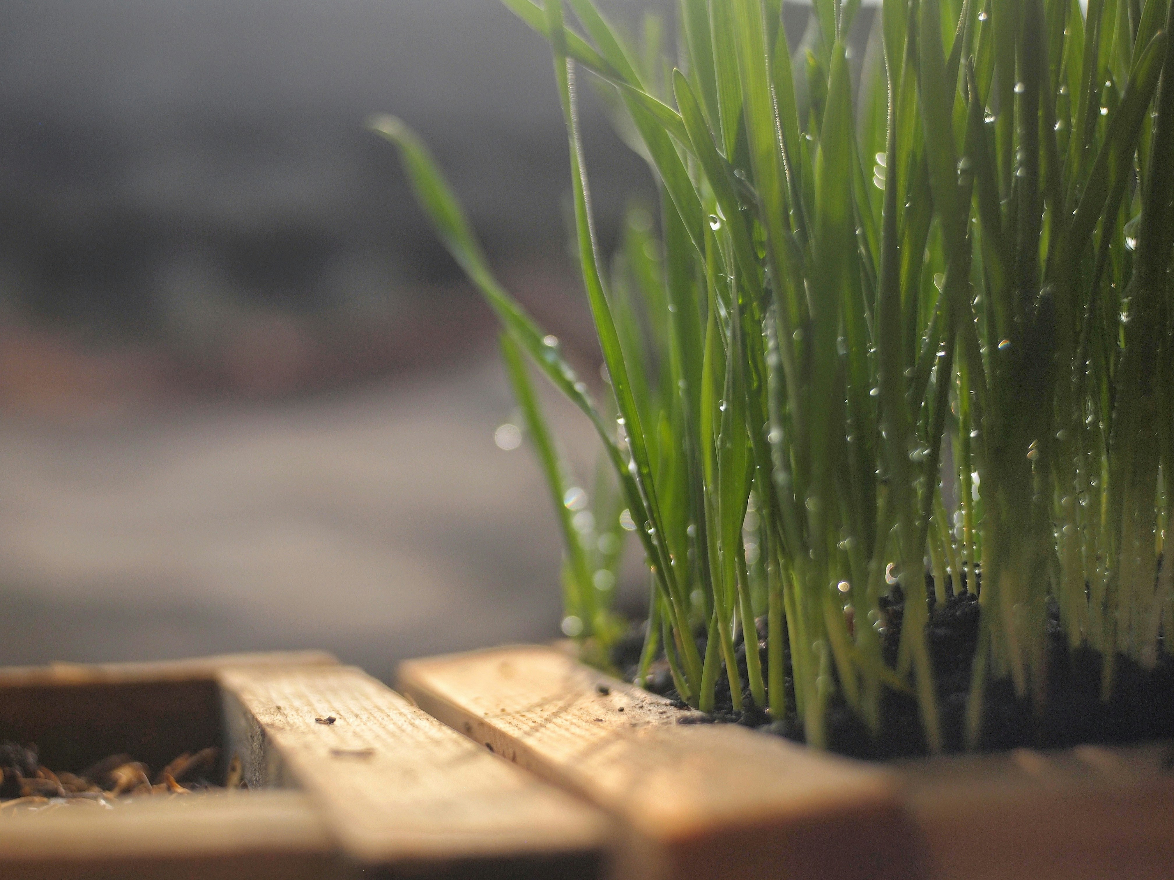 Dew at the Edge: Close-Up of Grass Blades Along a Wooden Plank