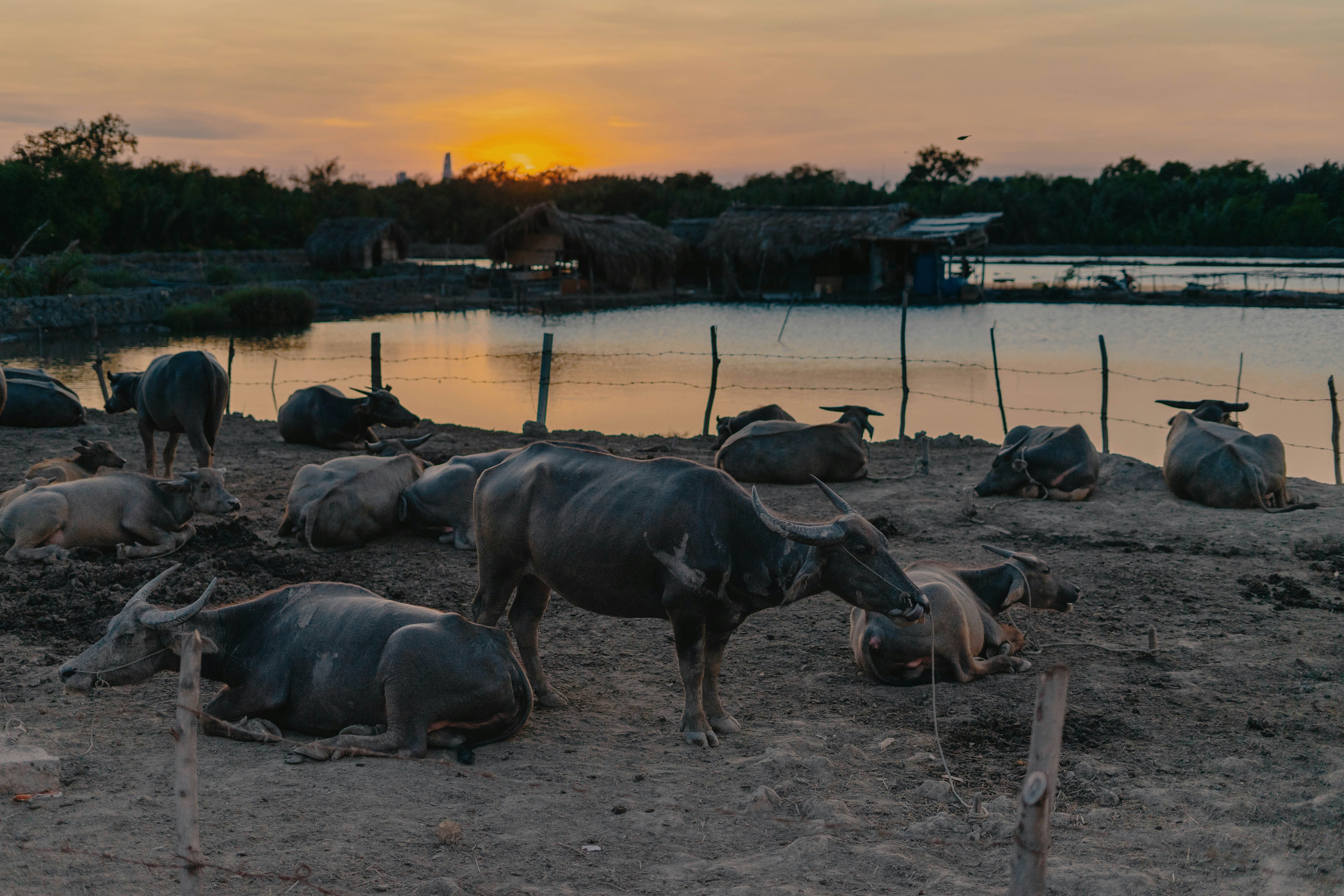 Dusk on the Riverbank: Pigs Resting Along a Quiet Waterway