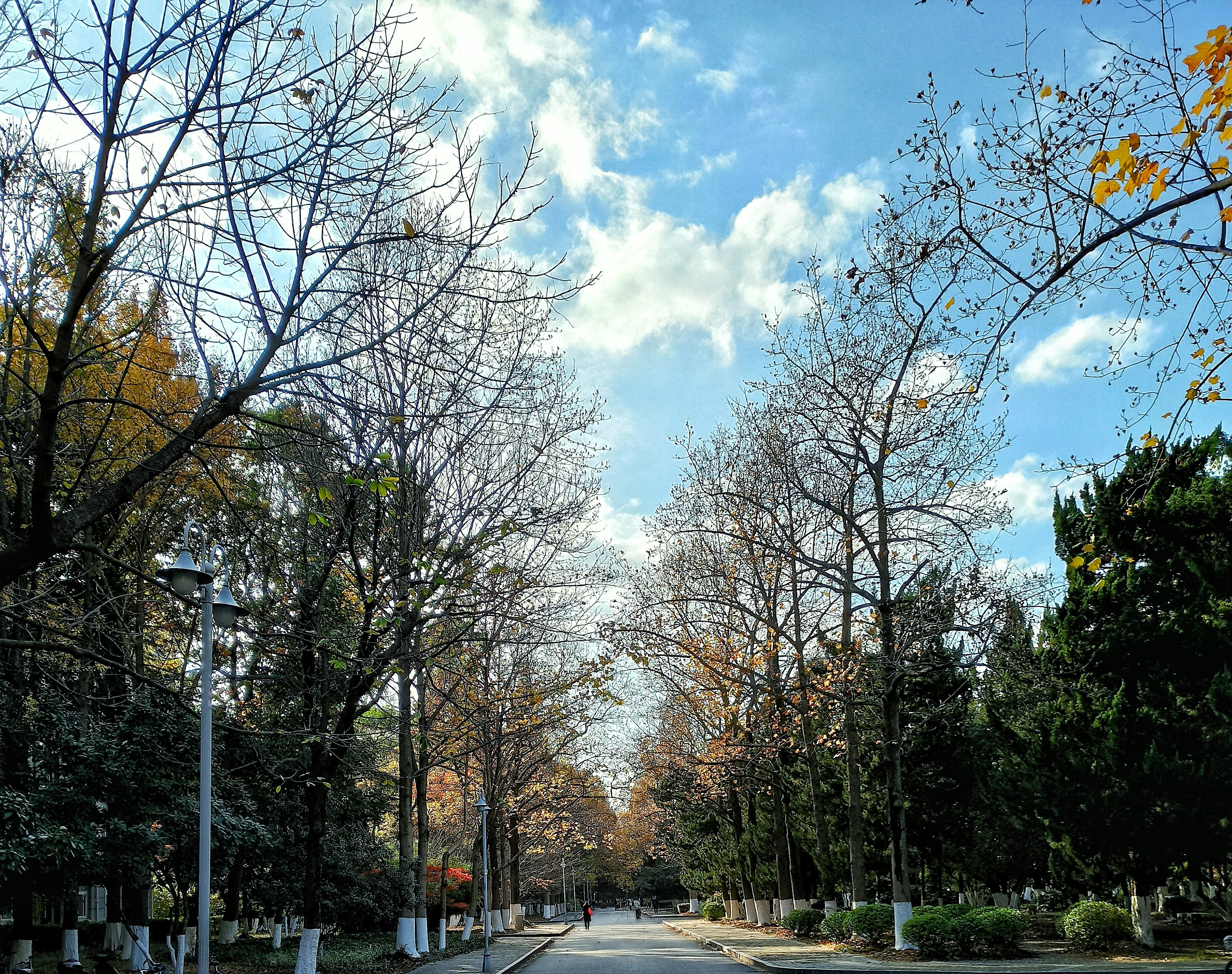 Leafless trees line a quiet road under a vibrant blue sky with scattered clouds.