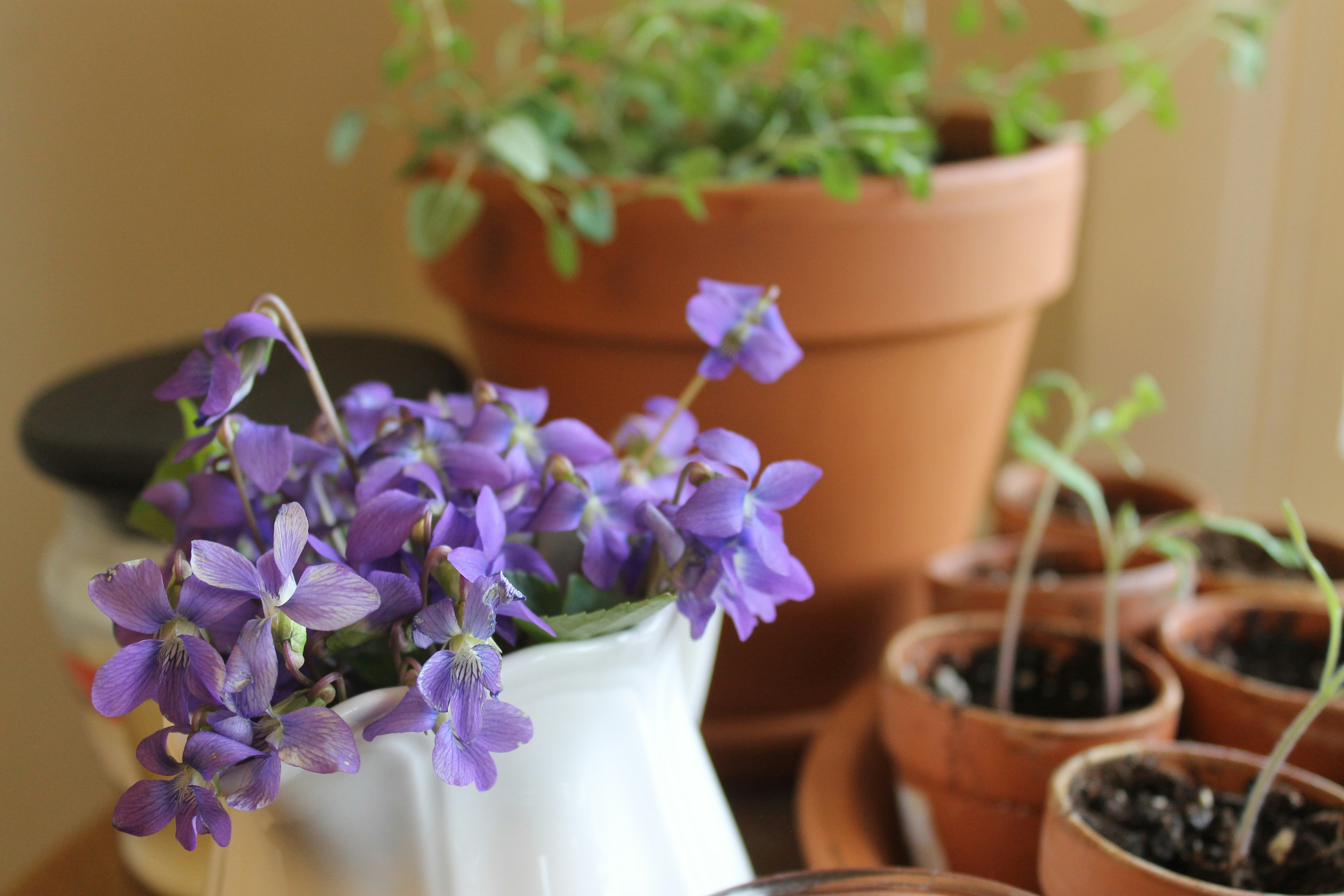 Pansies in a White Pitcher on a Sunlit Windowsill, Framed by Terracotta Pots
