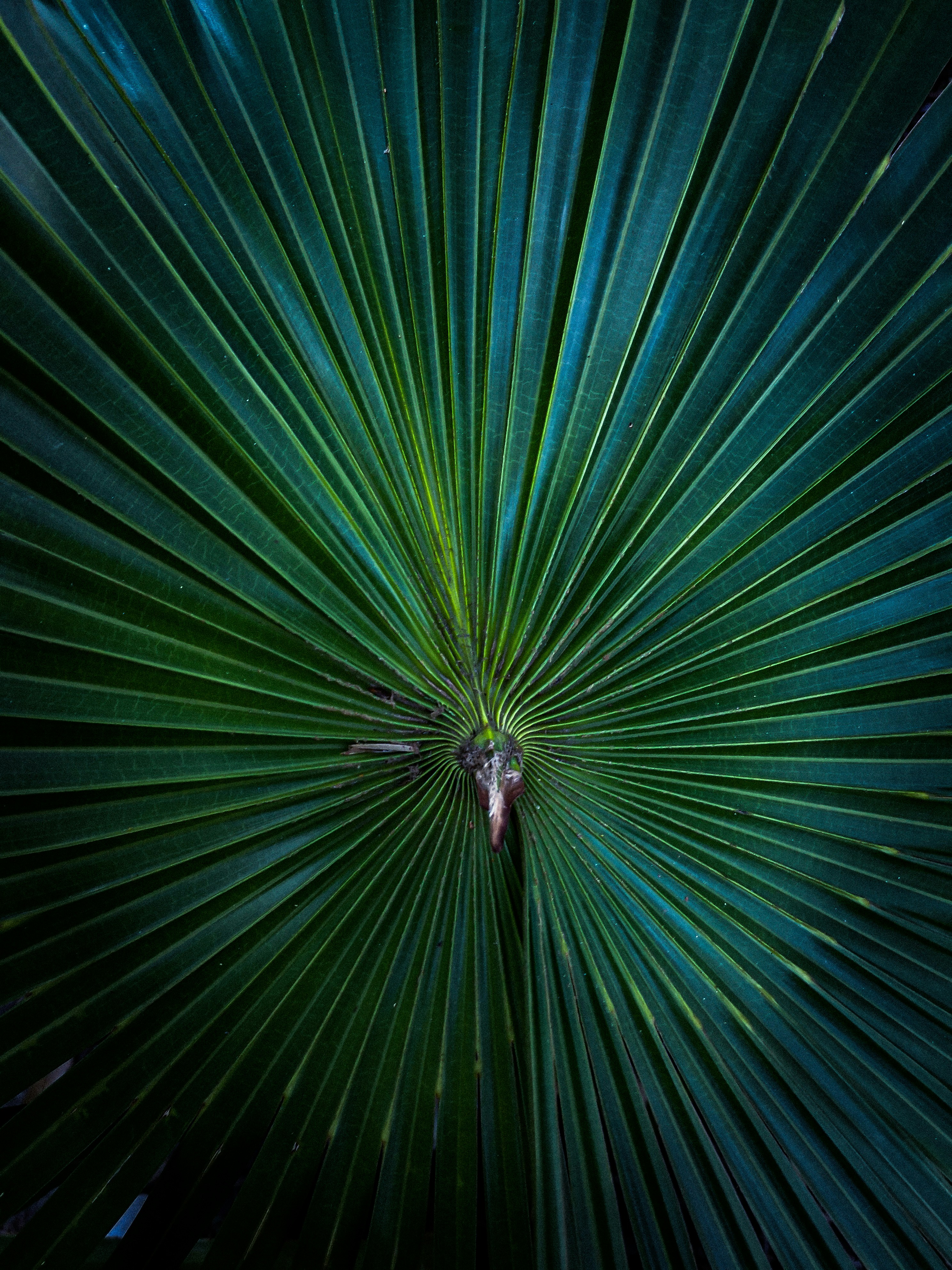 クローズアップ写真の緑の葉の写真 – Unsplashのロイヤル国立公園ニューサウスウェールズ州の無料画像