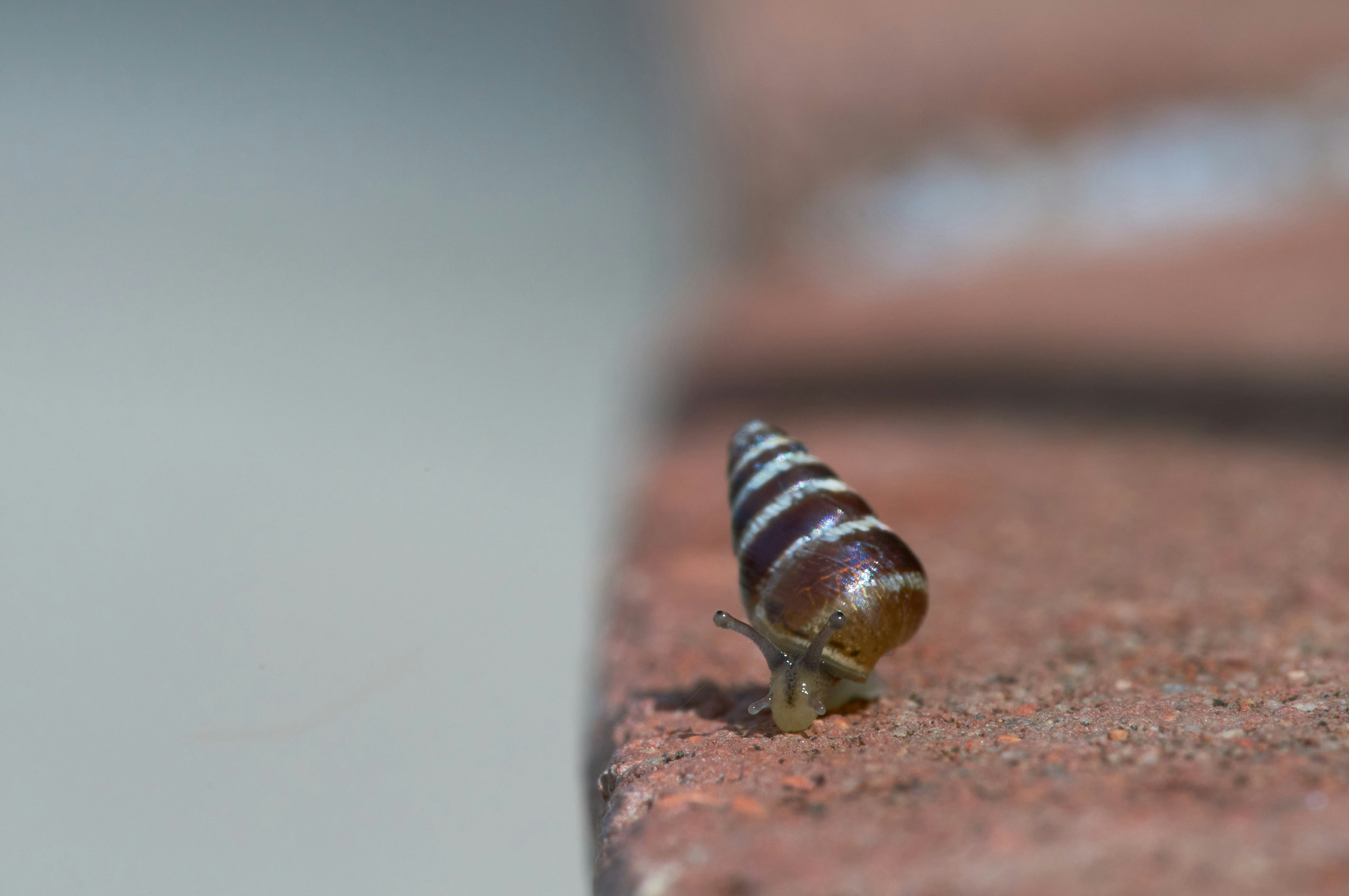 Edgewalker Snail on a Brick Threshold