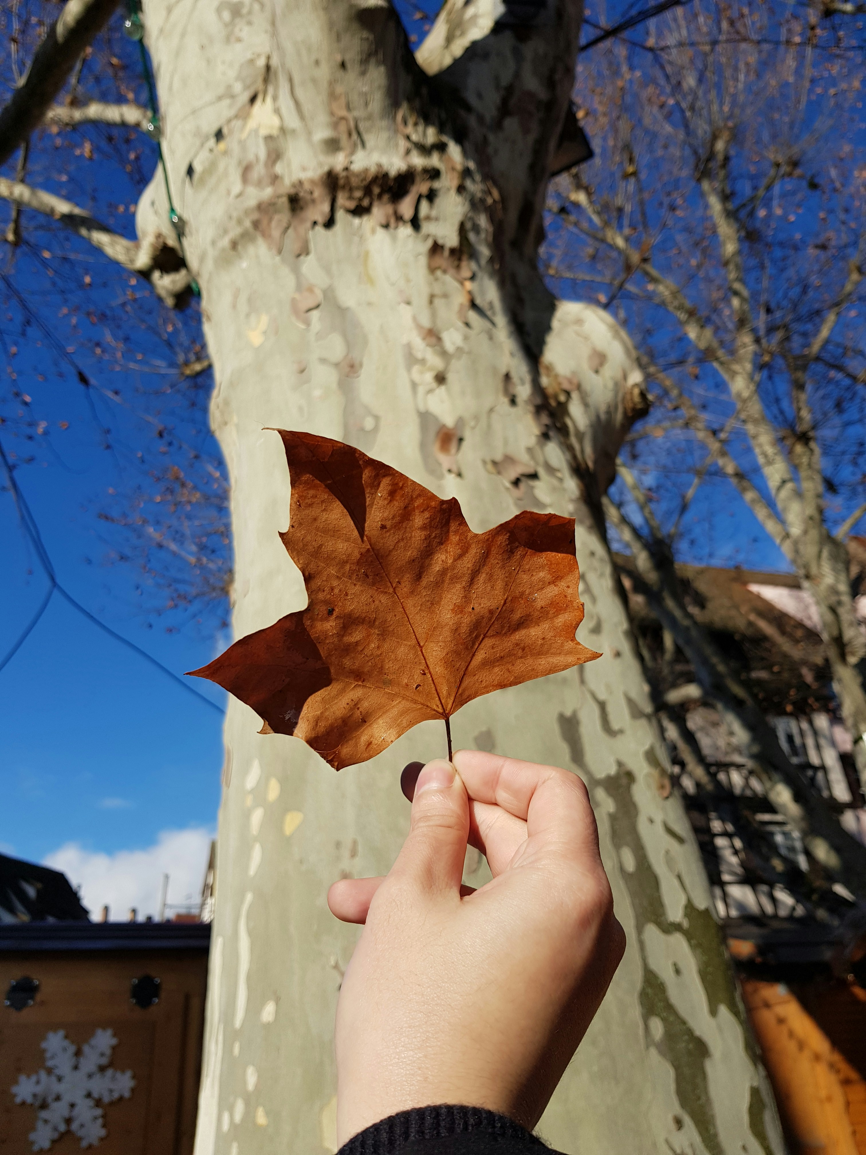 Autumn's Handheld Maple: Leaf Framed by Bark and Blue Sky