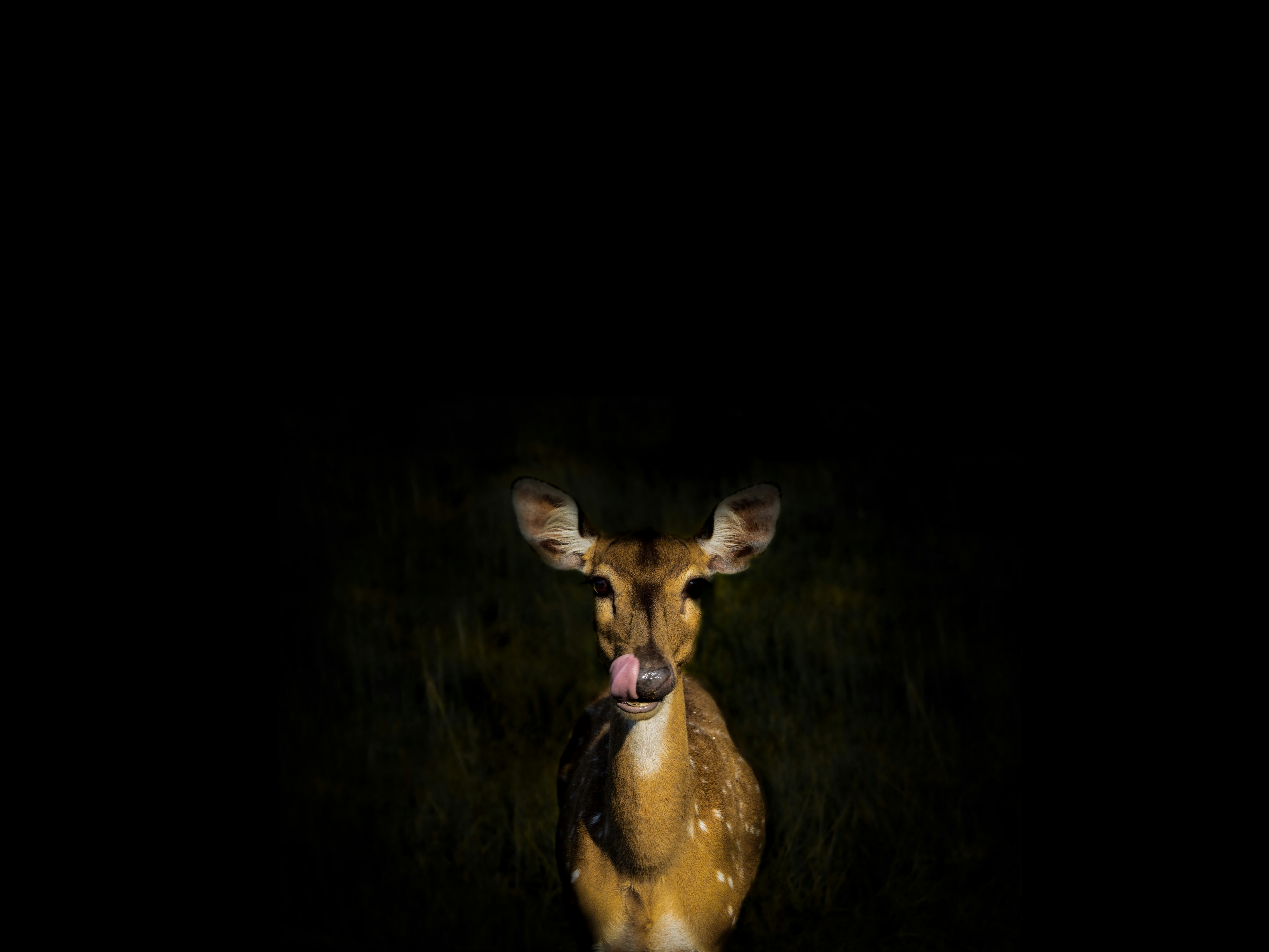 Spotlit Doe in a Quiet Night Clearing