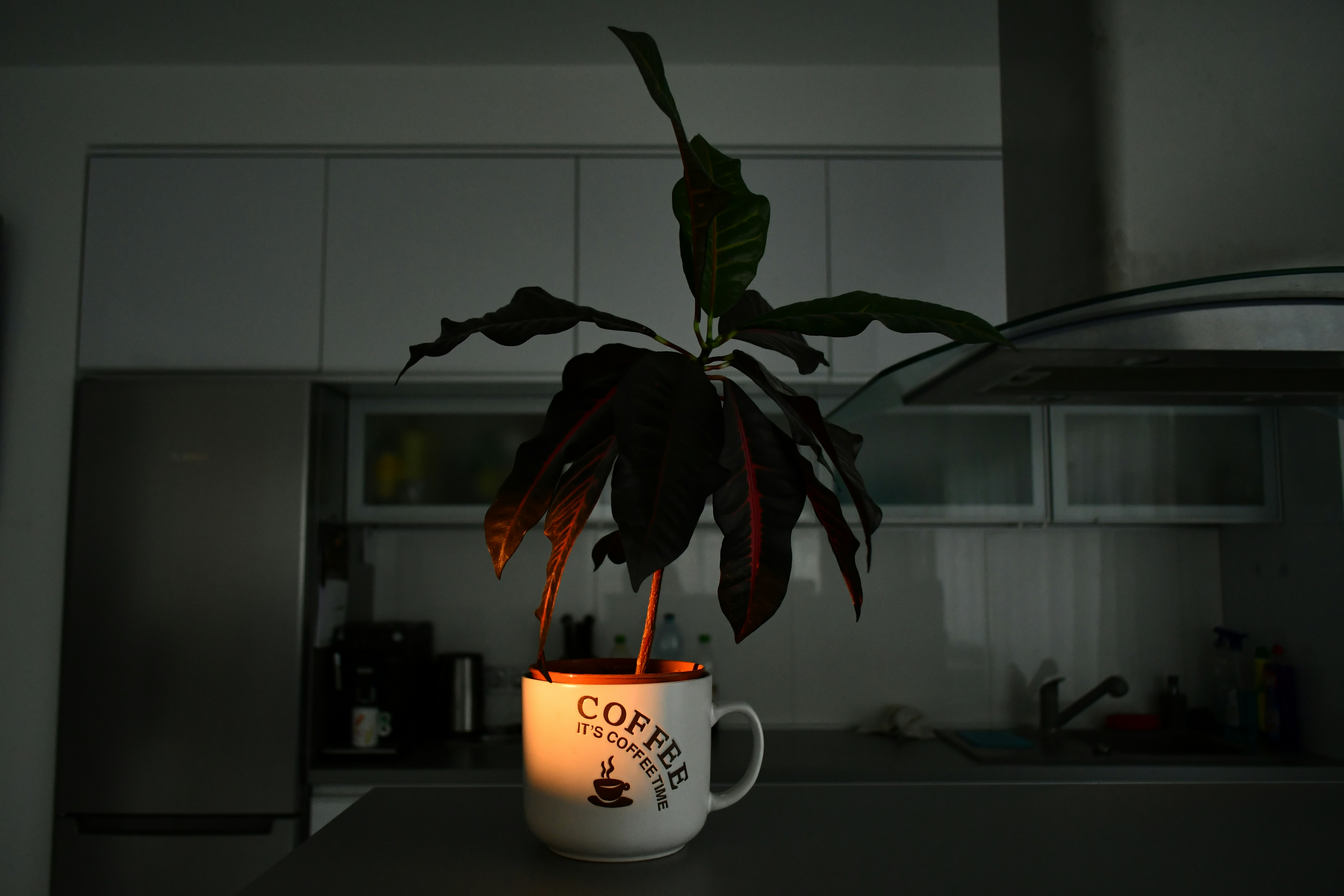 green plant in white ceramic mugGábor Szűts