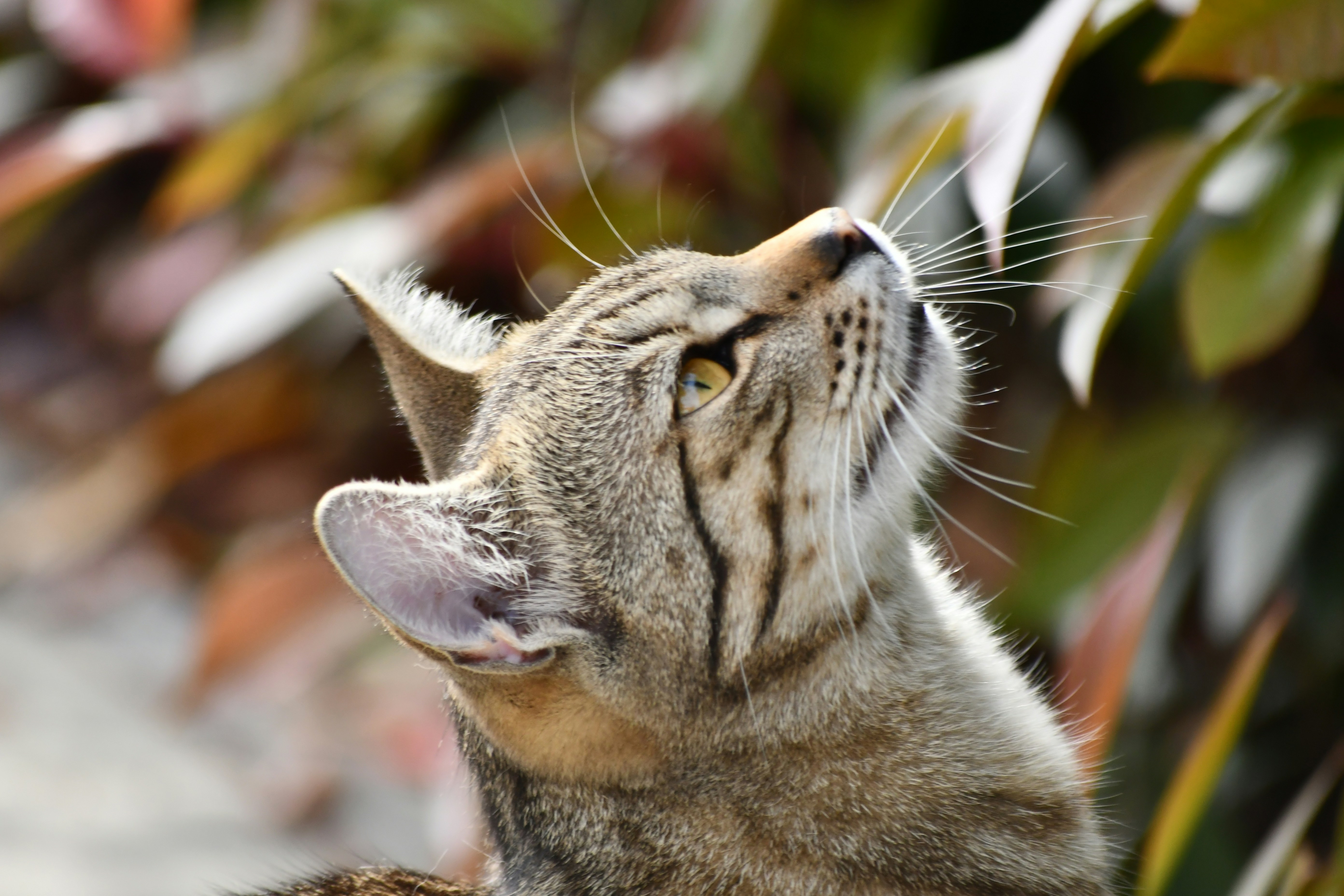 Pensive Whiskers: A Cat's Upward Gaze Amid Autumn FoliageGábor Szűts