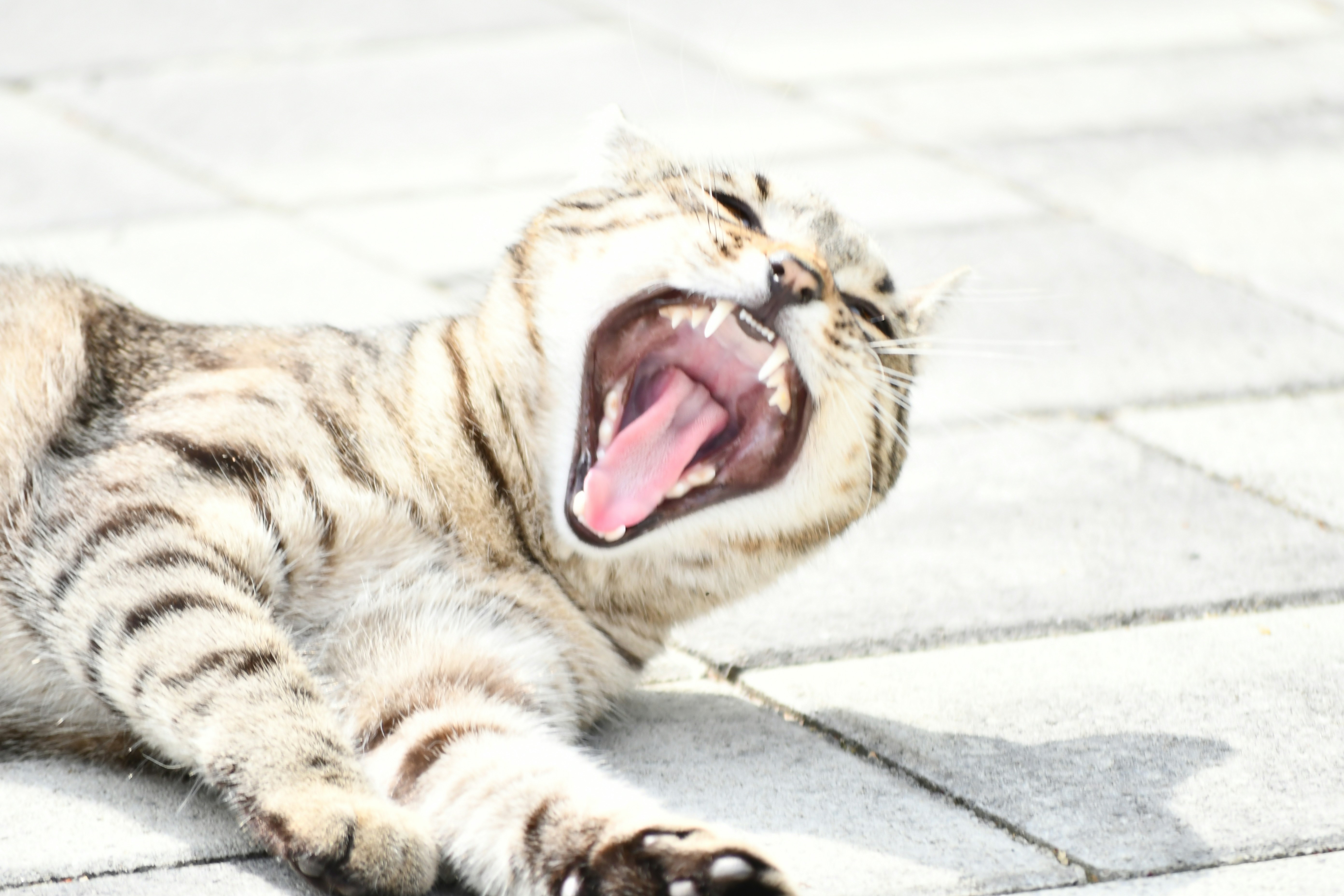 Yawning tabby: a sunlit brick-paved momentGábor Szűts