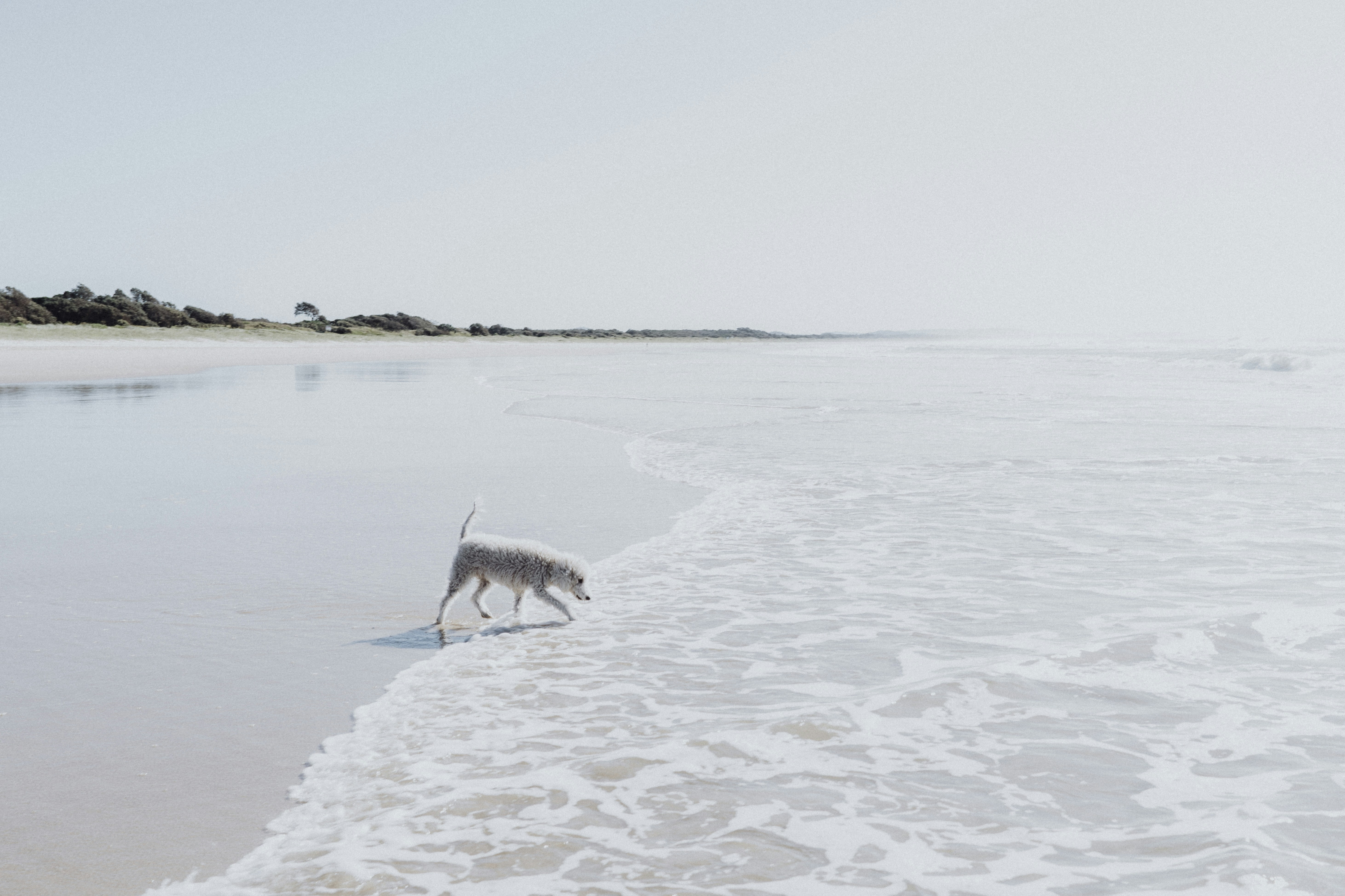 Husky at the Edge of the Tide: Quiet Light on a Shoreline