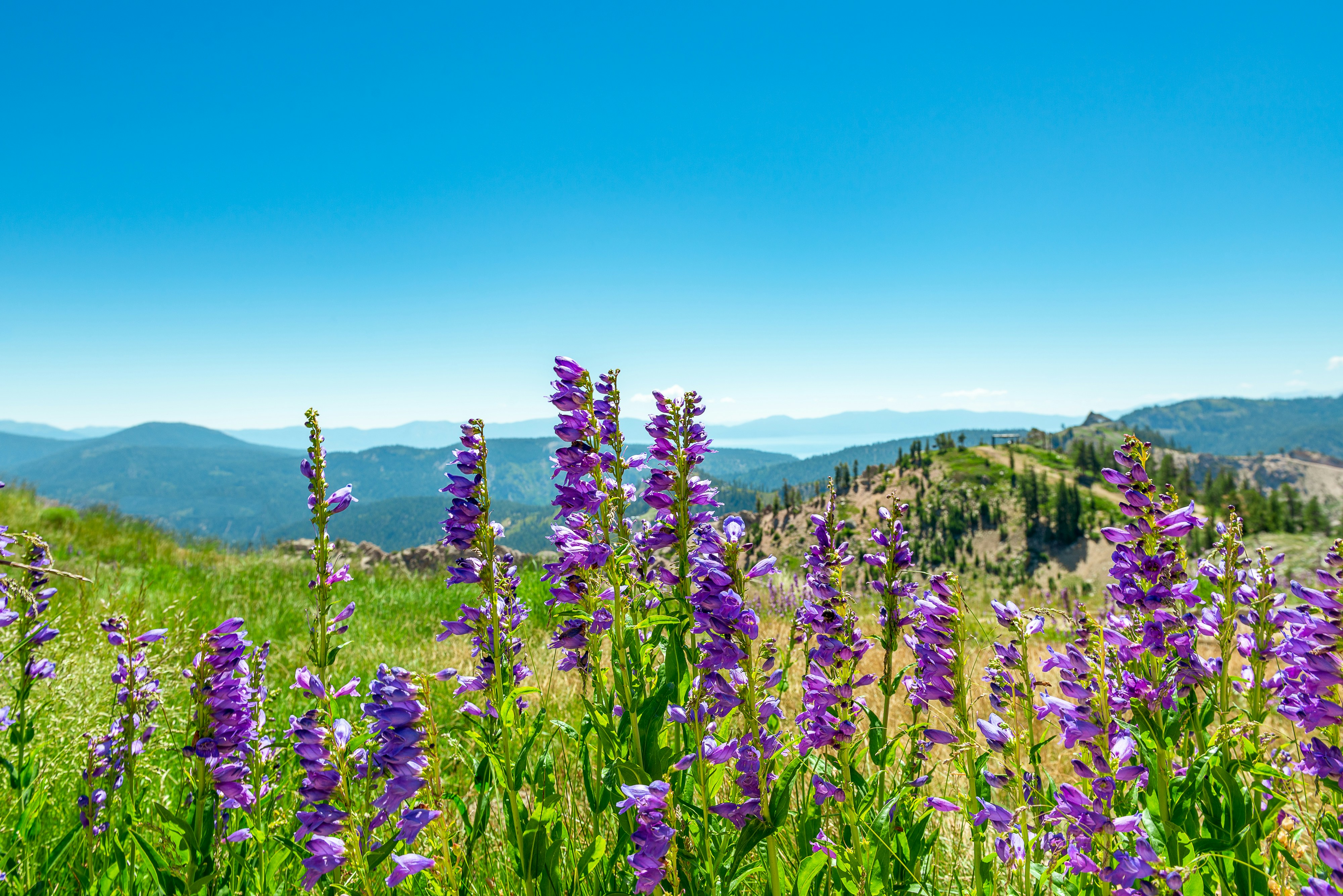 Définition de squaw | Dictionnaire français