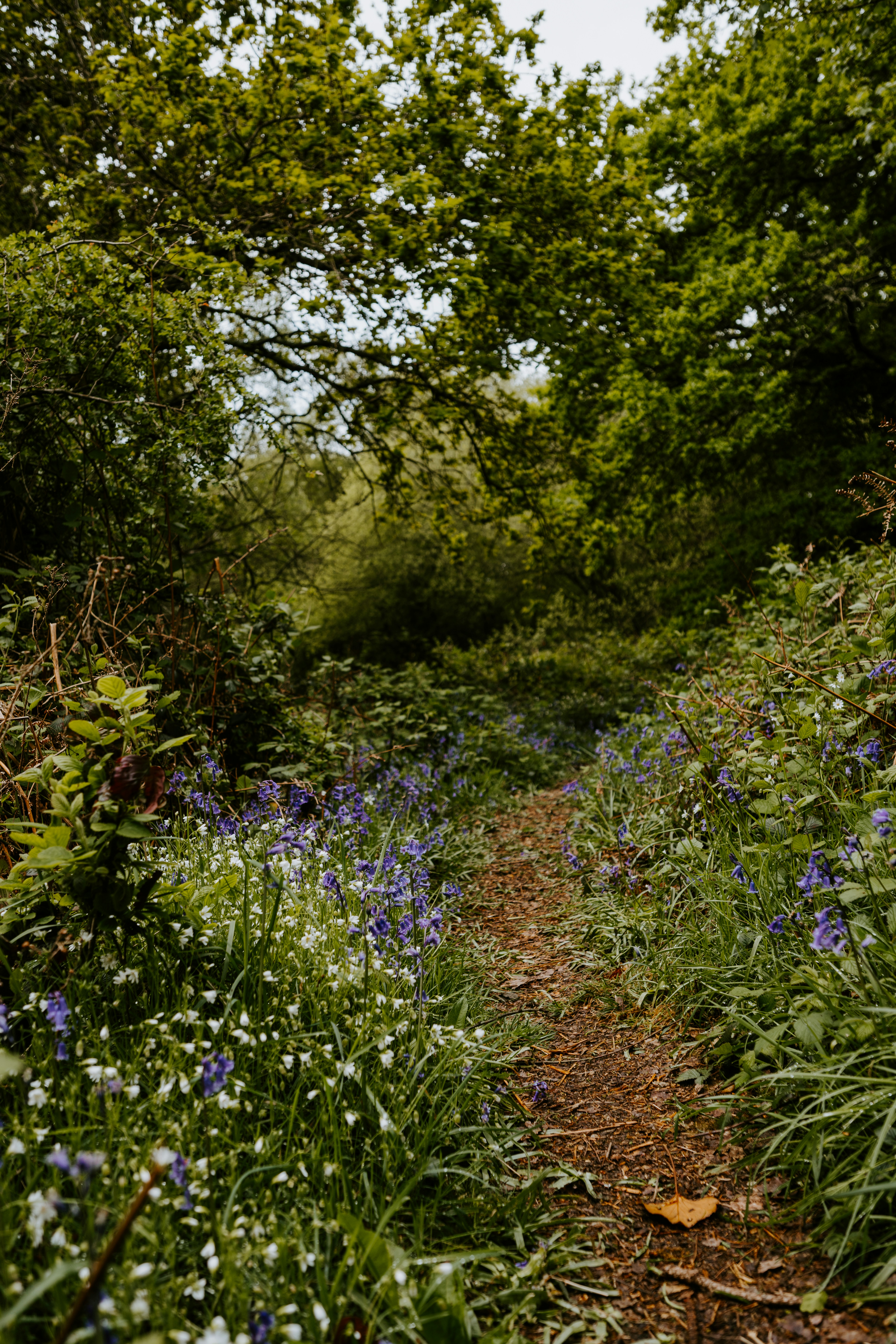 Narrow trail meandering through lush greenery and vibrant bluebells, inviting exploration in a serene forest setting.