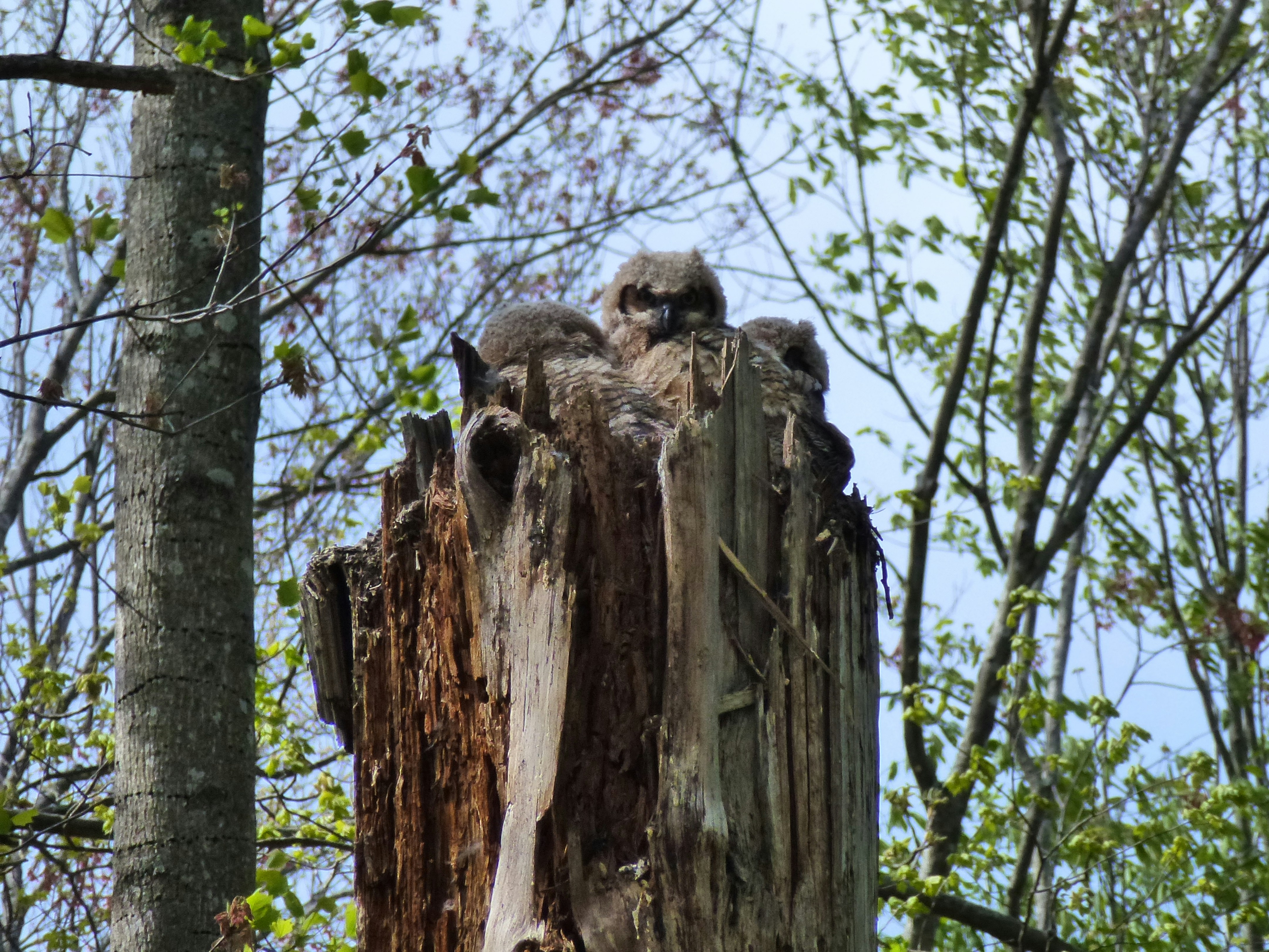 A macaque sits perched on a jagged, weathered tree stump with fresh spring leaves and a clear blue sky in the background.