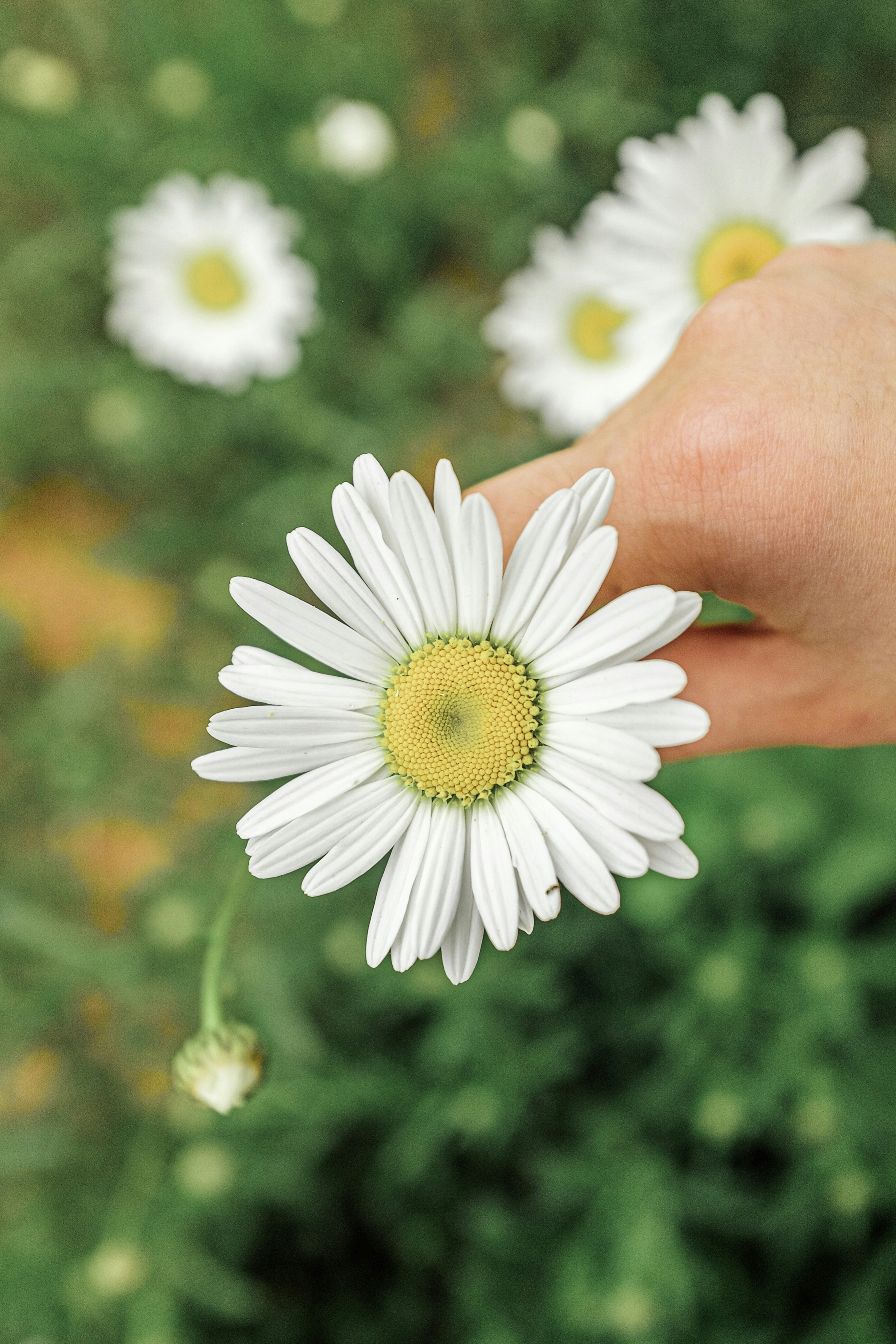 Daisy Grasp: A Hand-Held Bloom Framed by Soft Meadow