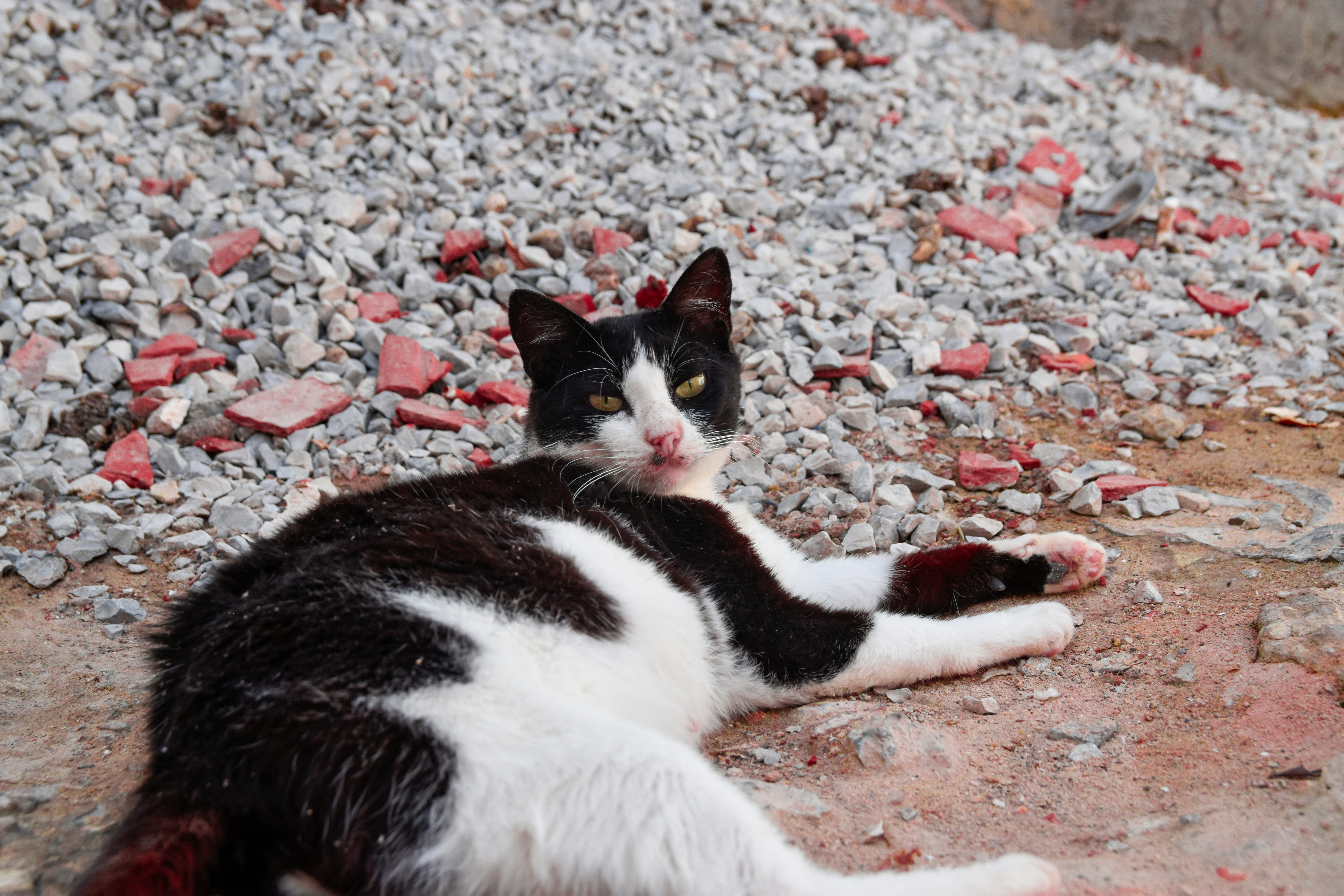 white and black cat lying on ground