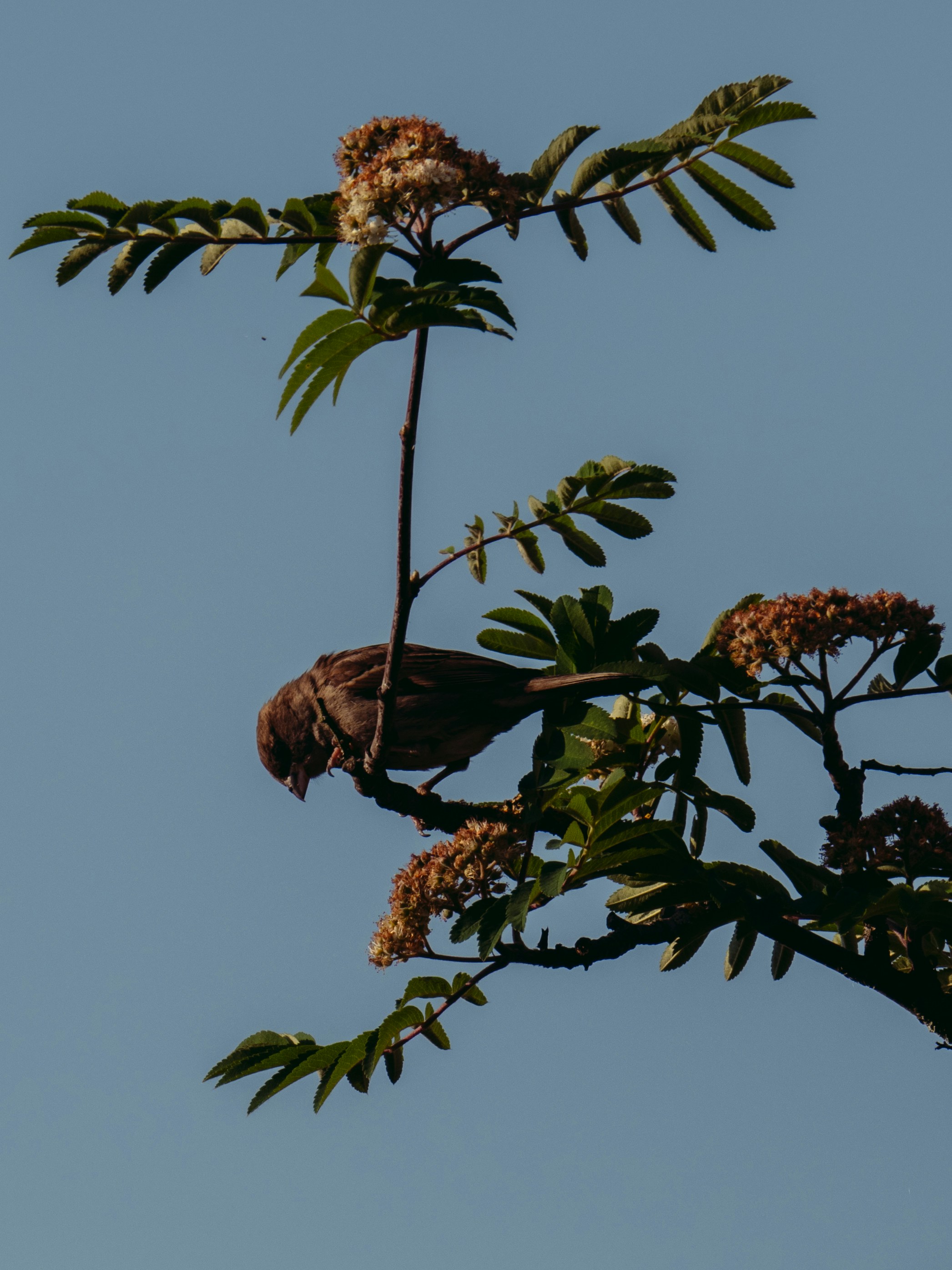 Bird perched on a branch, delicately inspecting flowering foliage against a clear sky.