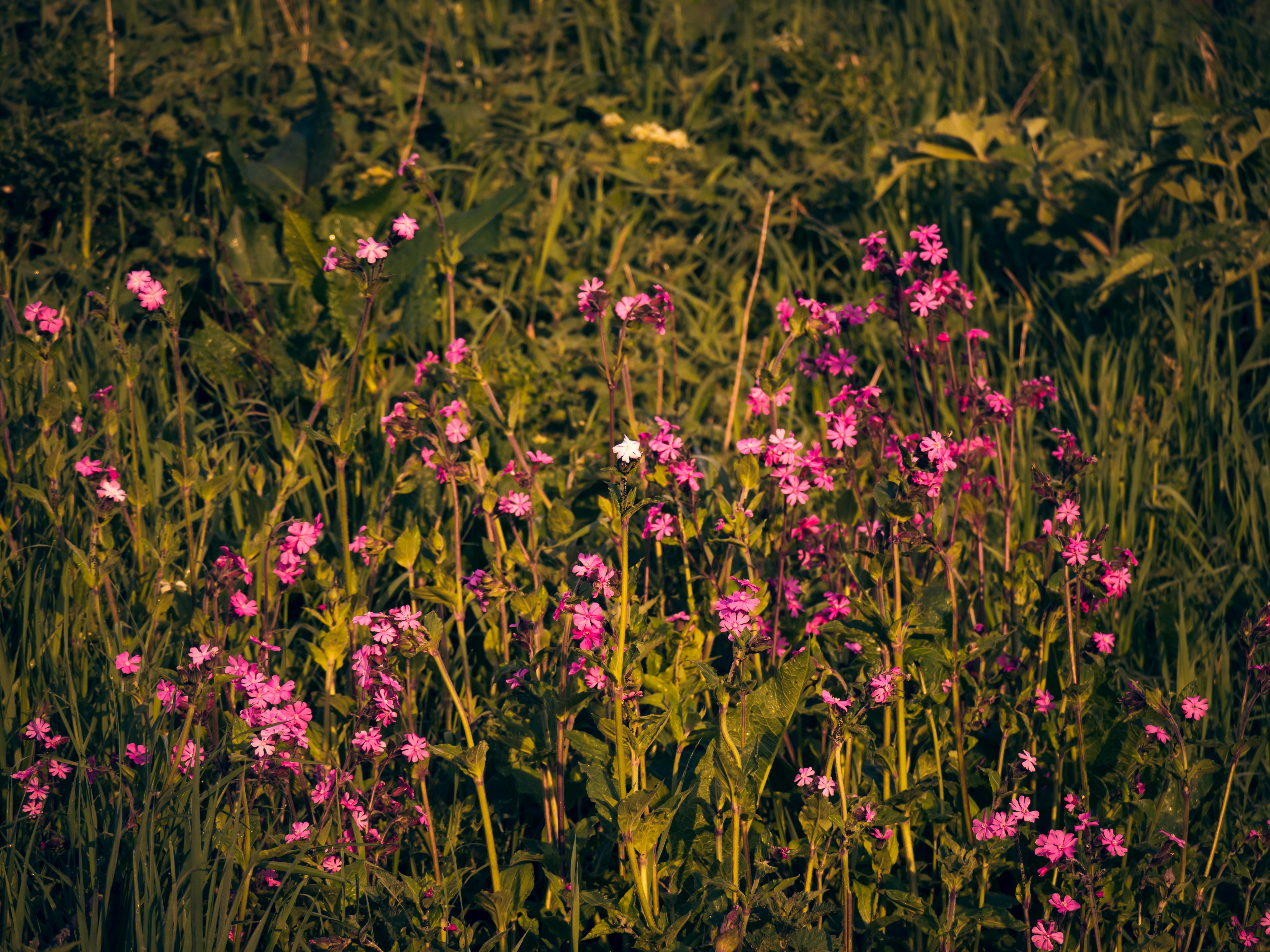 Vibrant pink wildflowers bloom amidst lush green grass, illuminated by the warm glow of the setting sun.