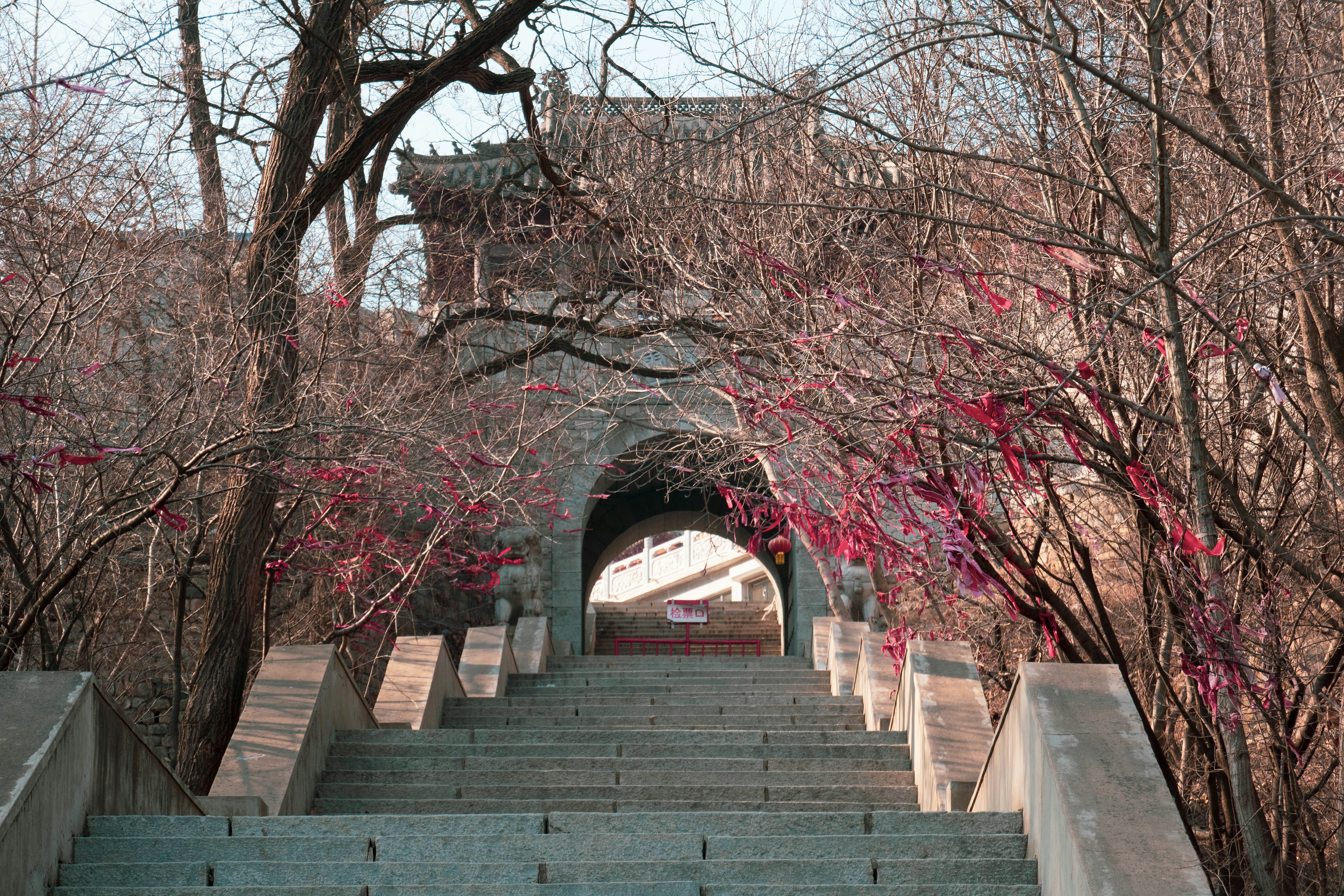 Stairway to the Gate: Winter Bloom at the Park Gate