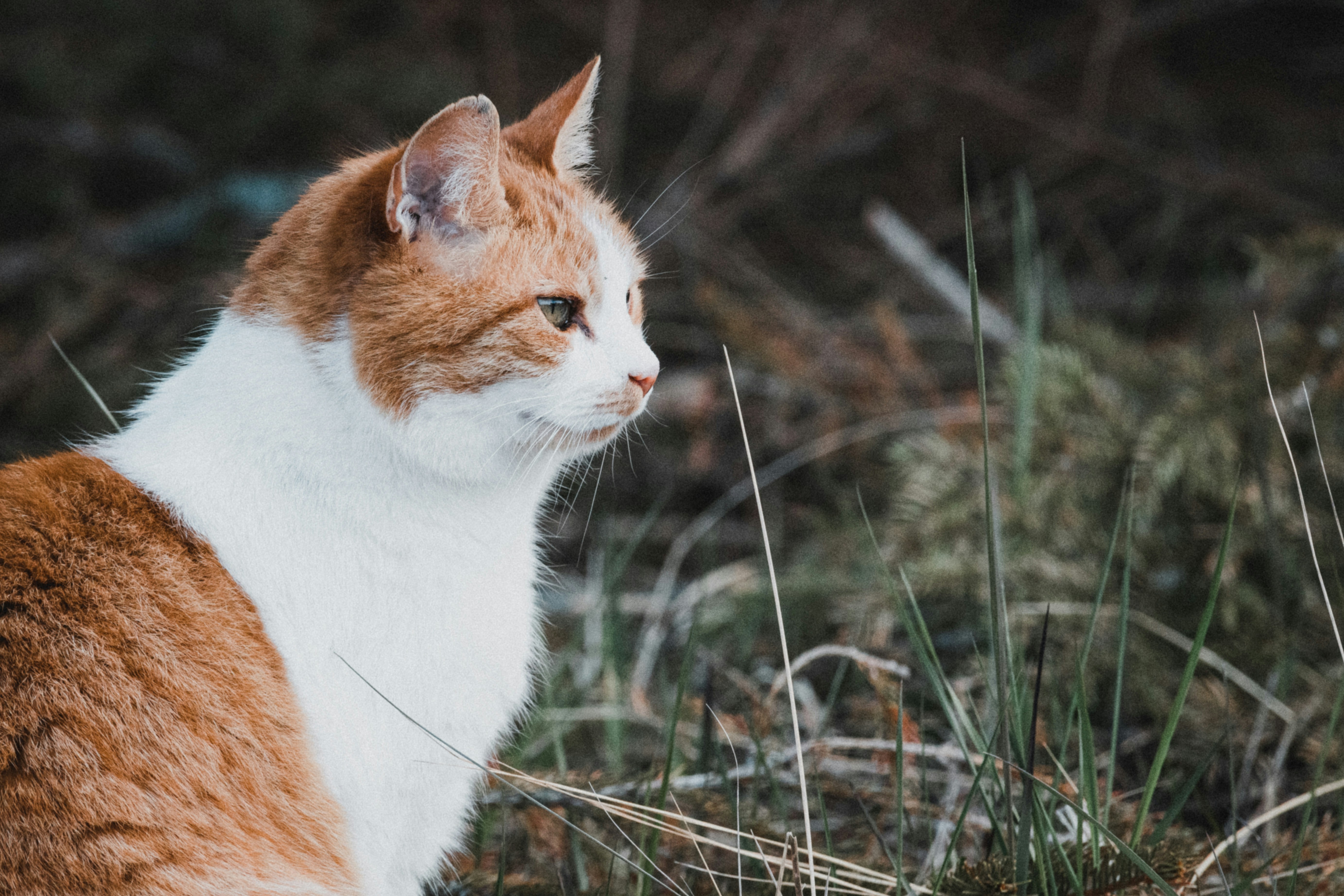 Orange and white cat gazing thoughtfully amidst tall grass and foliage.