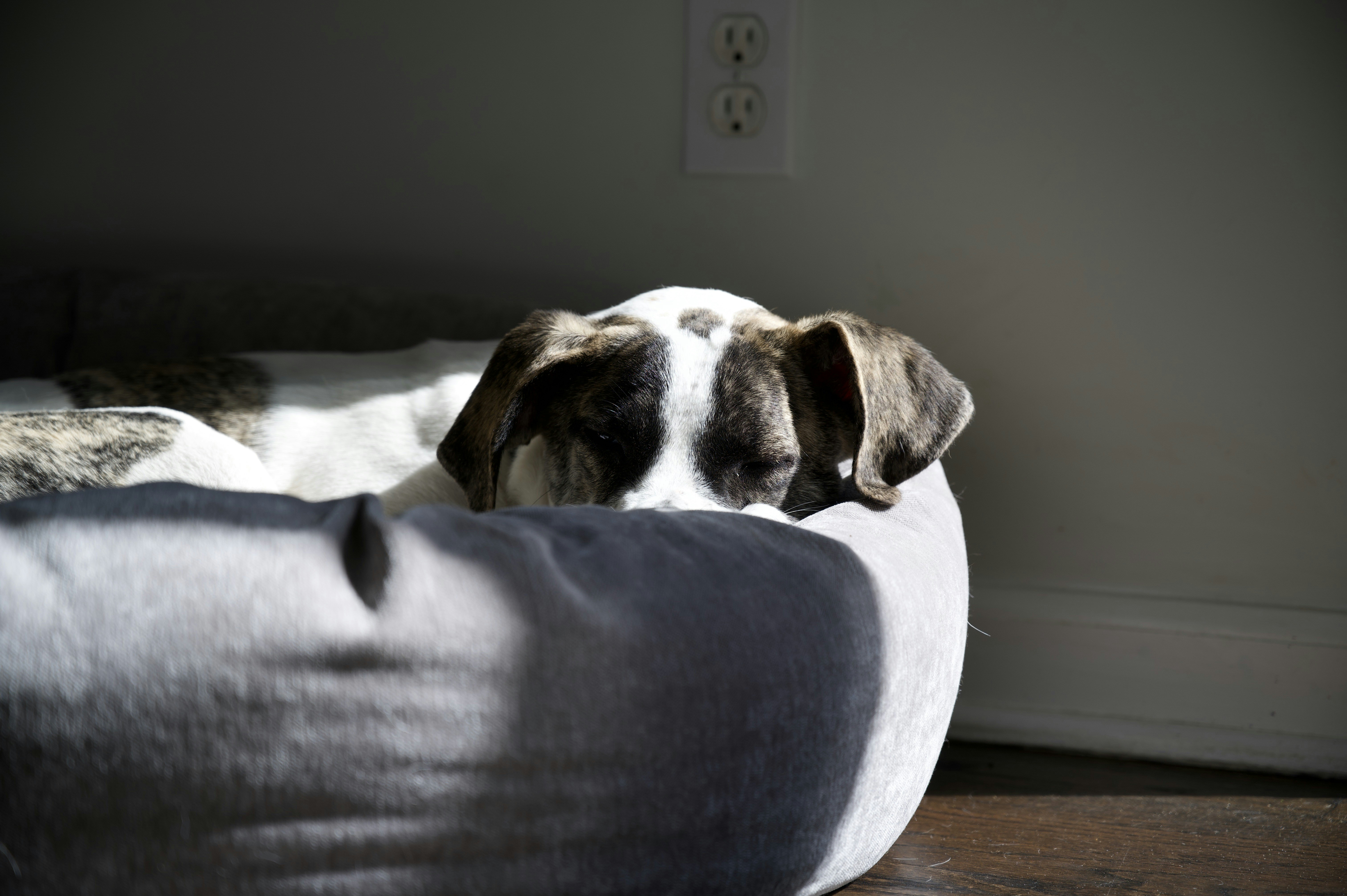 Sunbeam Nook: A Hound Dozing in Quiet Sunlight