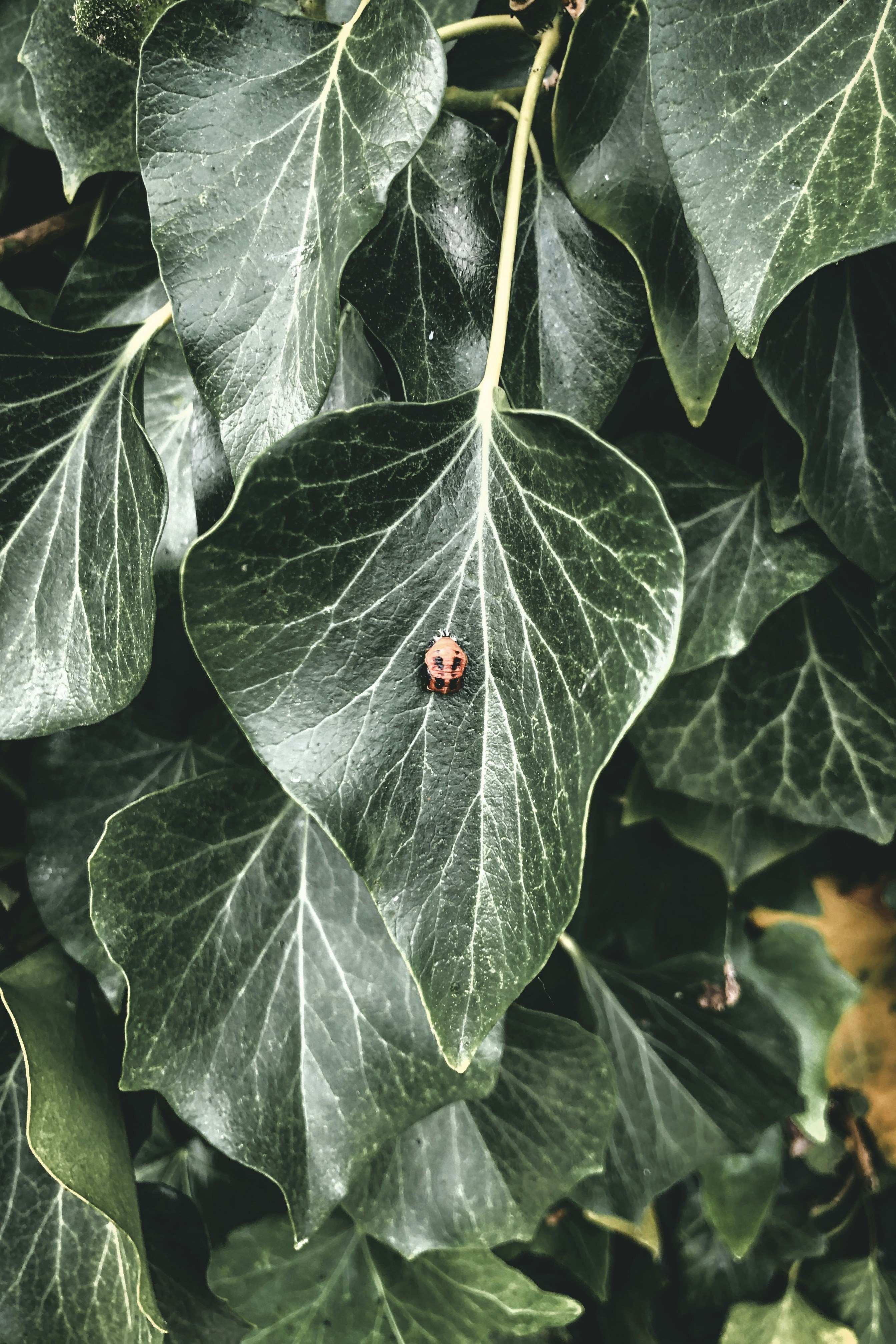 Little Red Finder on a Sea of Green