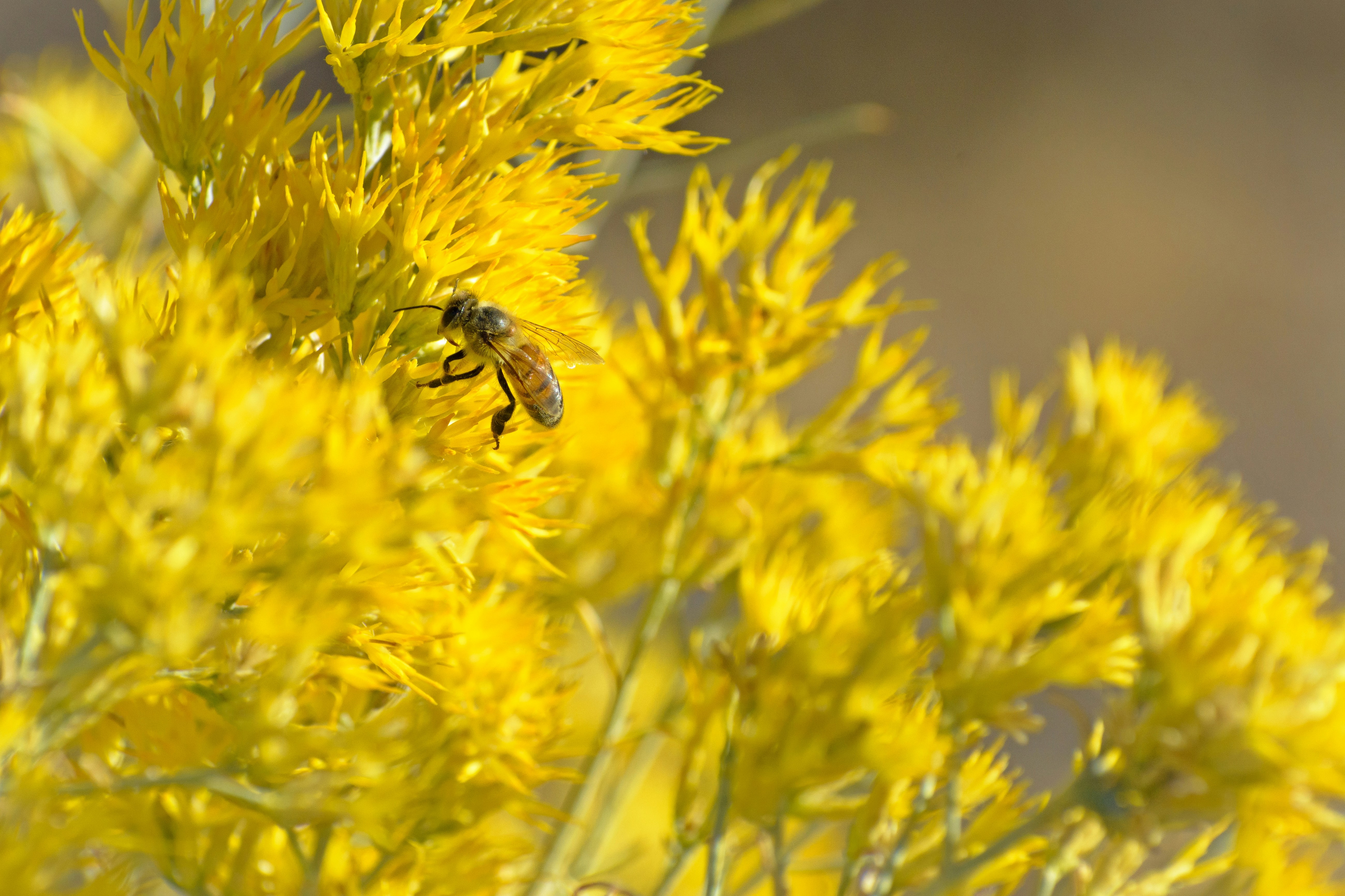 A honeybee busily collects nectar from vibrant yellow flowers, highlighting the beauty of pollination in nature.