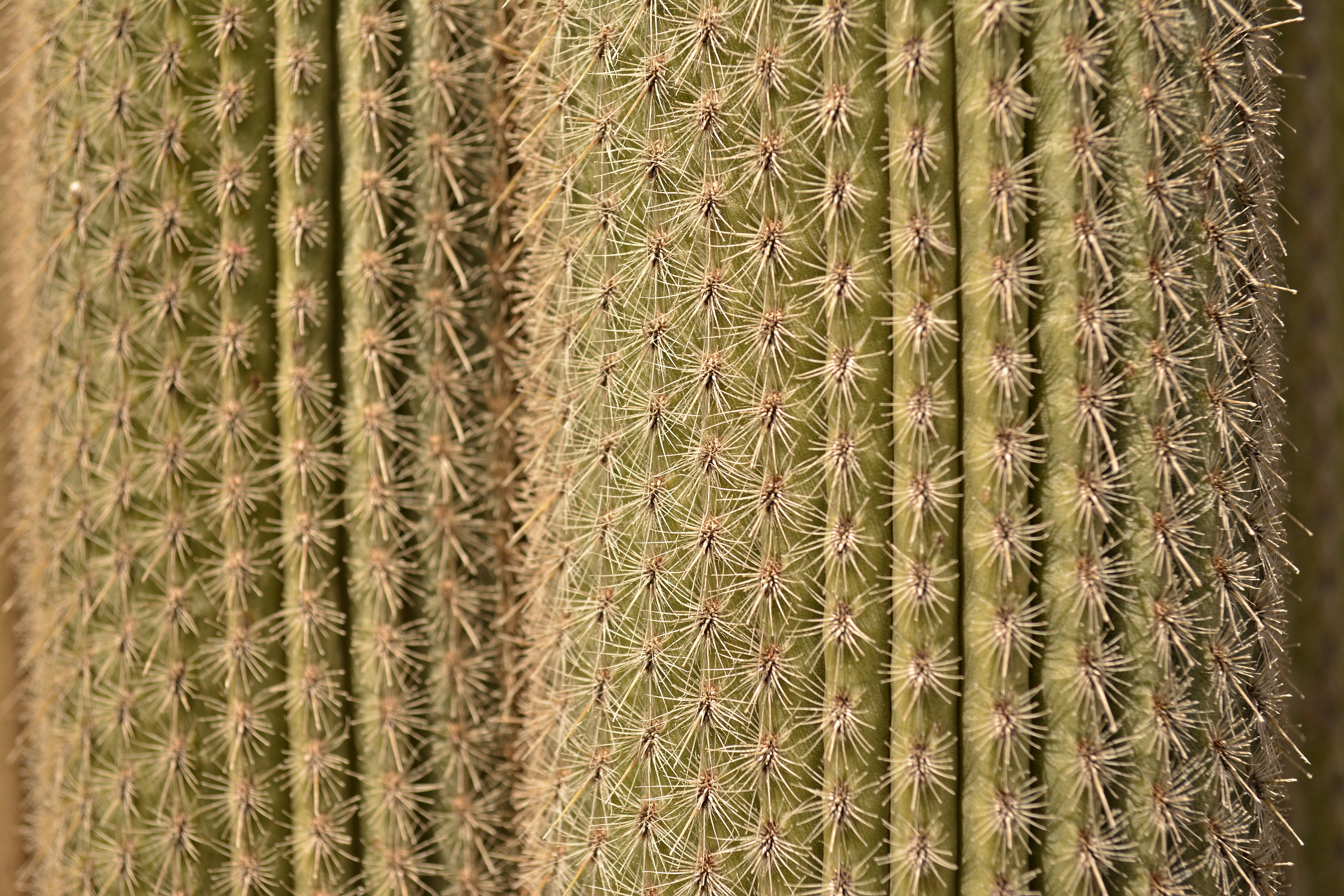 Nature's Intricate Armor