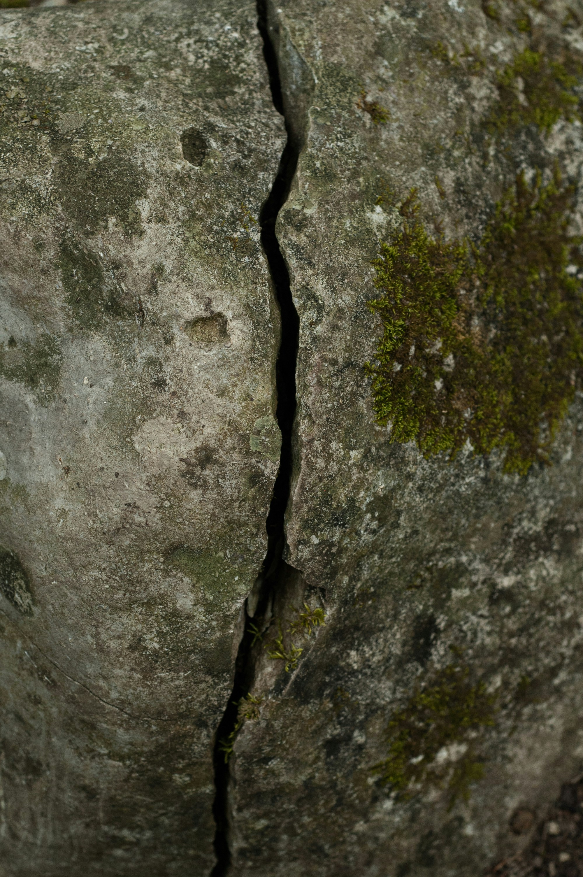 Crevasse and Moss: A Quiet Portrait of Weathered Stone