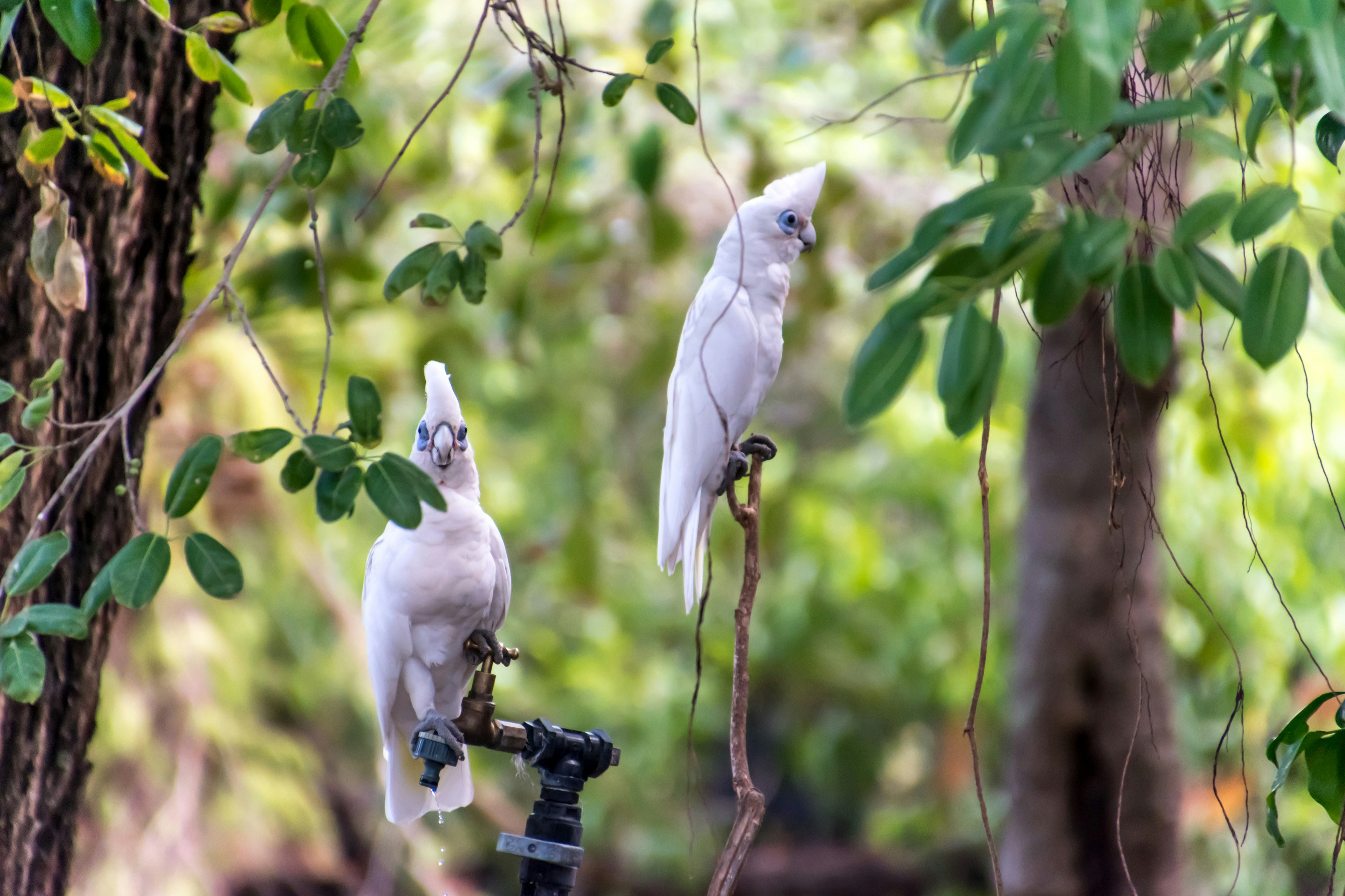 Sunlit Pair: White Cockatoos Perched on a Tiny Tripod Amid Greenery