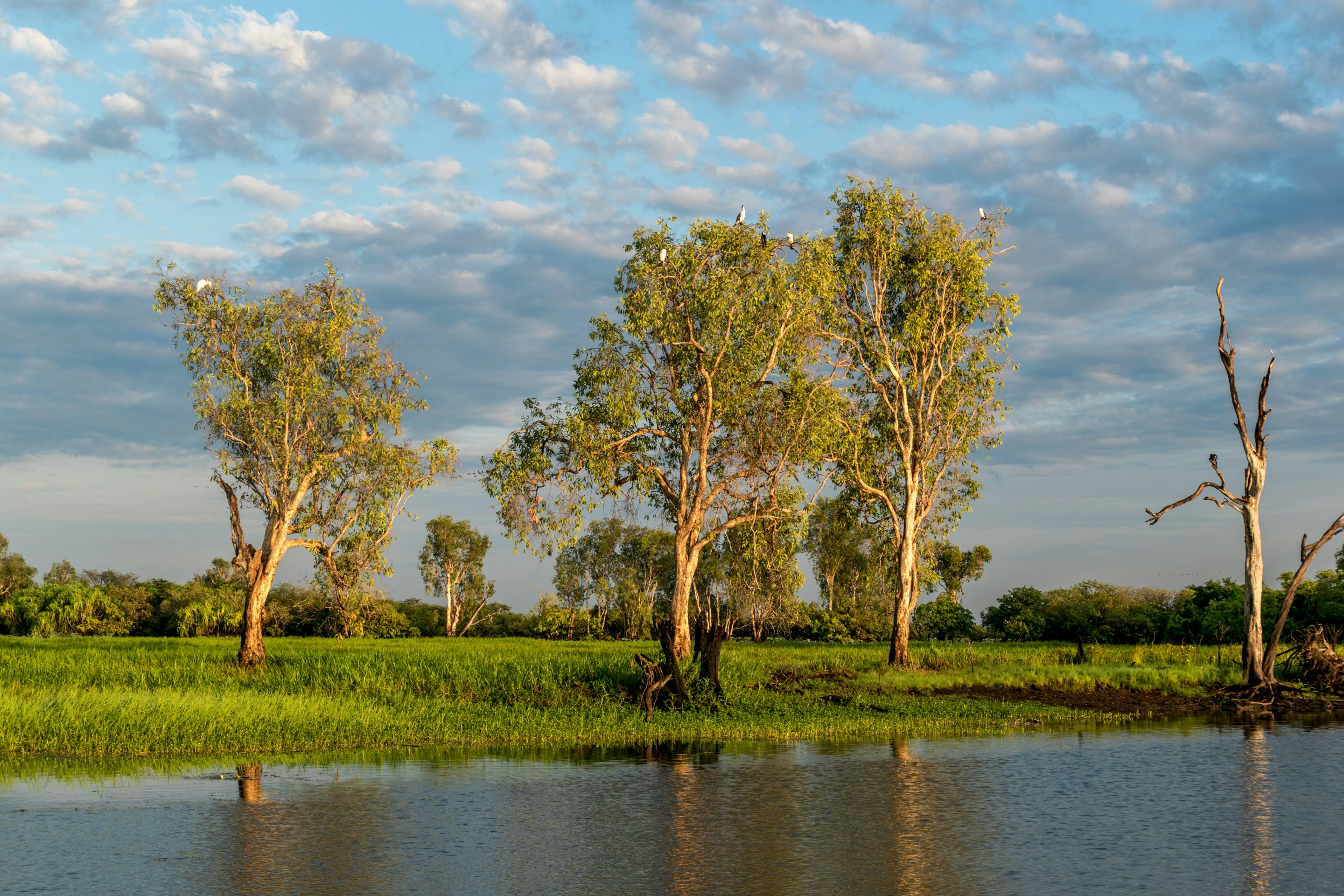 Green trees beside river under blue sky during daytime photo – Free ...