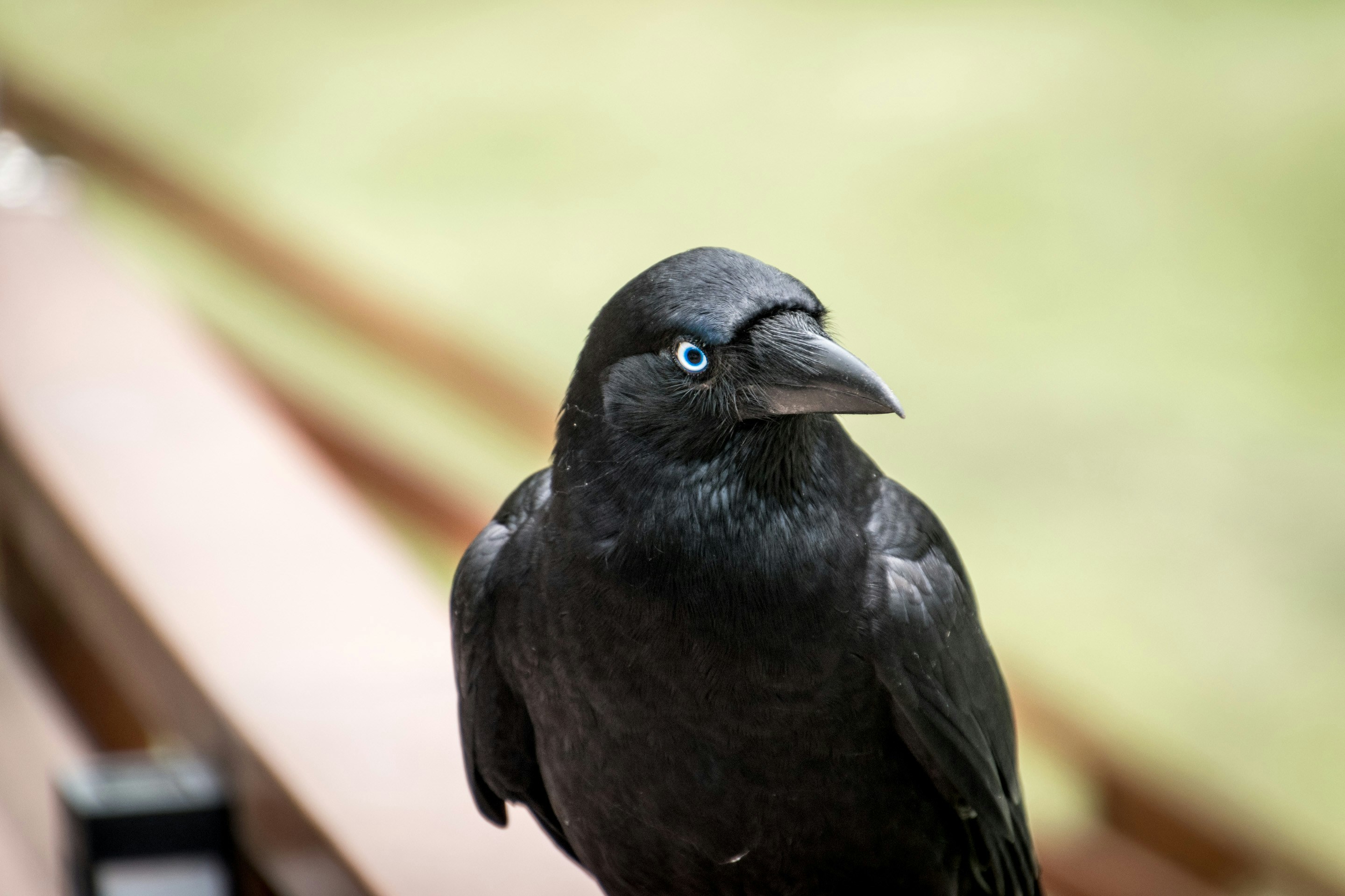Black crow on brown wooden fence during daytime photo – Free Australia ...