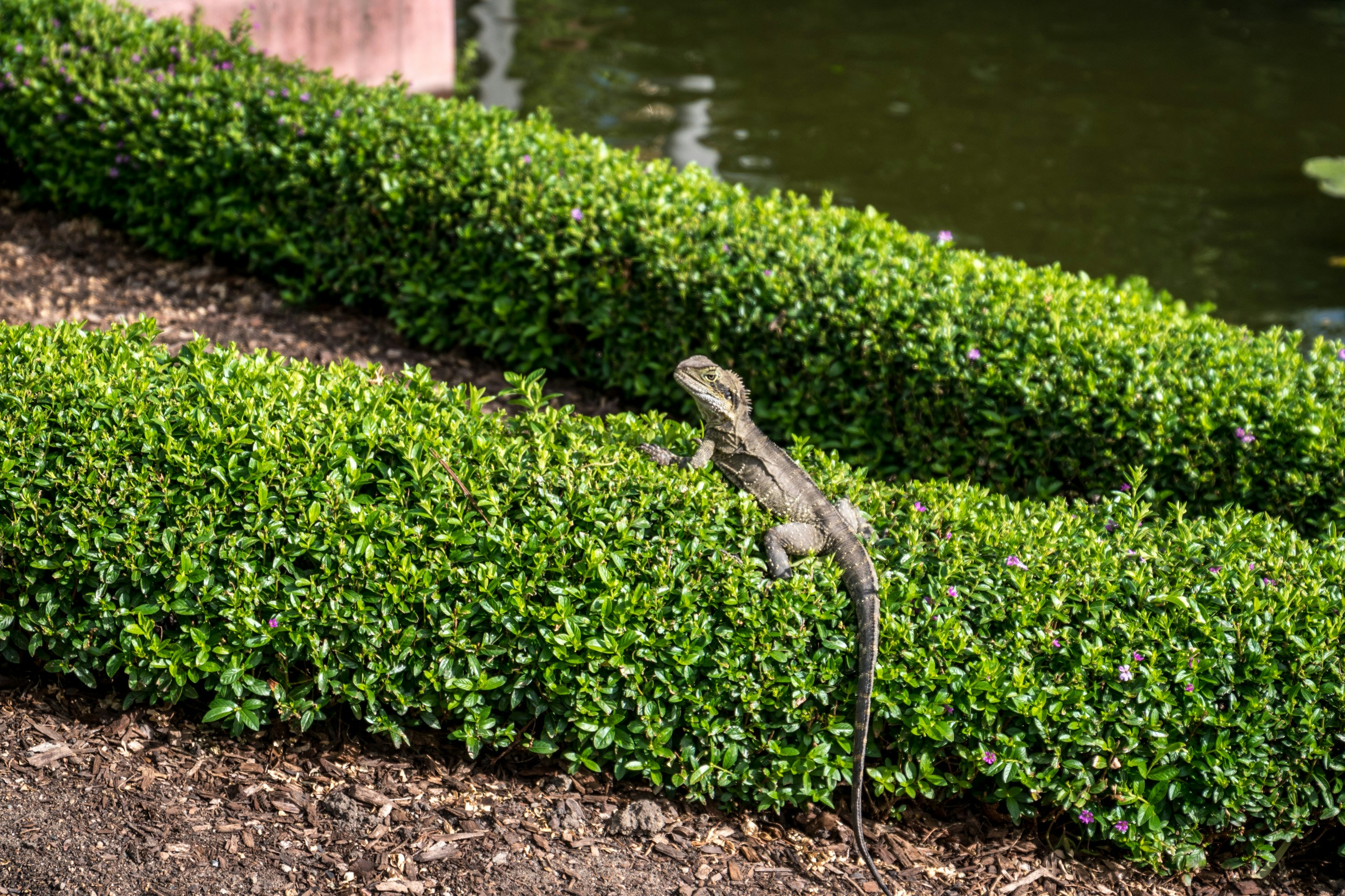 Lizard on a manicured hedge near a tranquil pond
