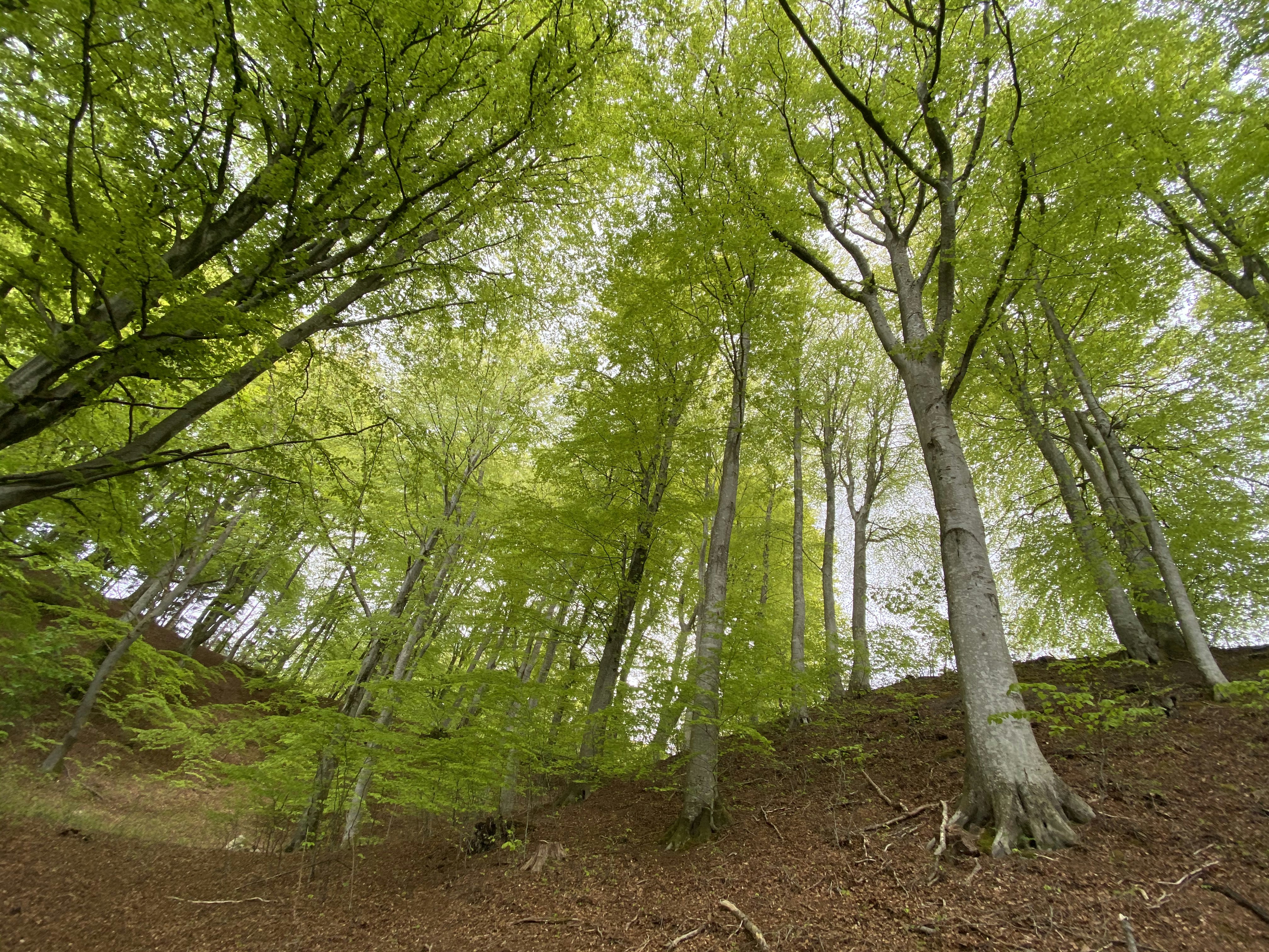 Forrest in springtime