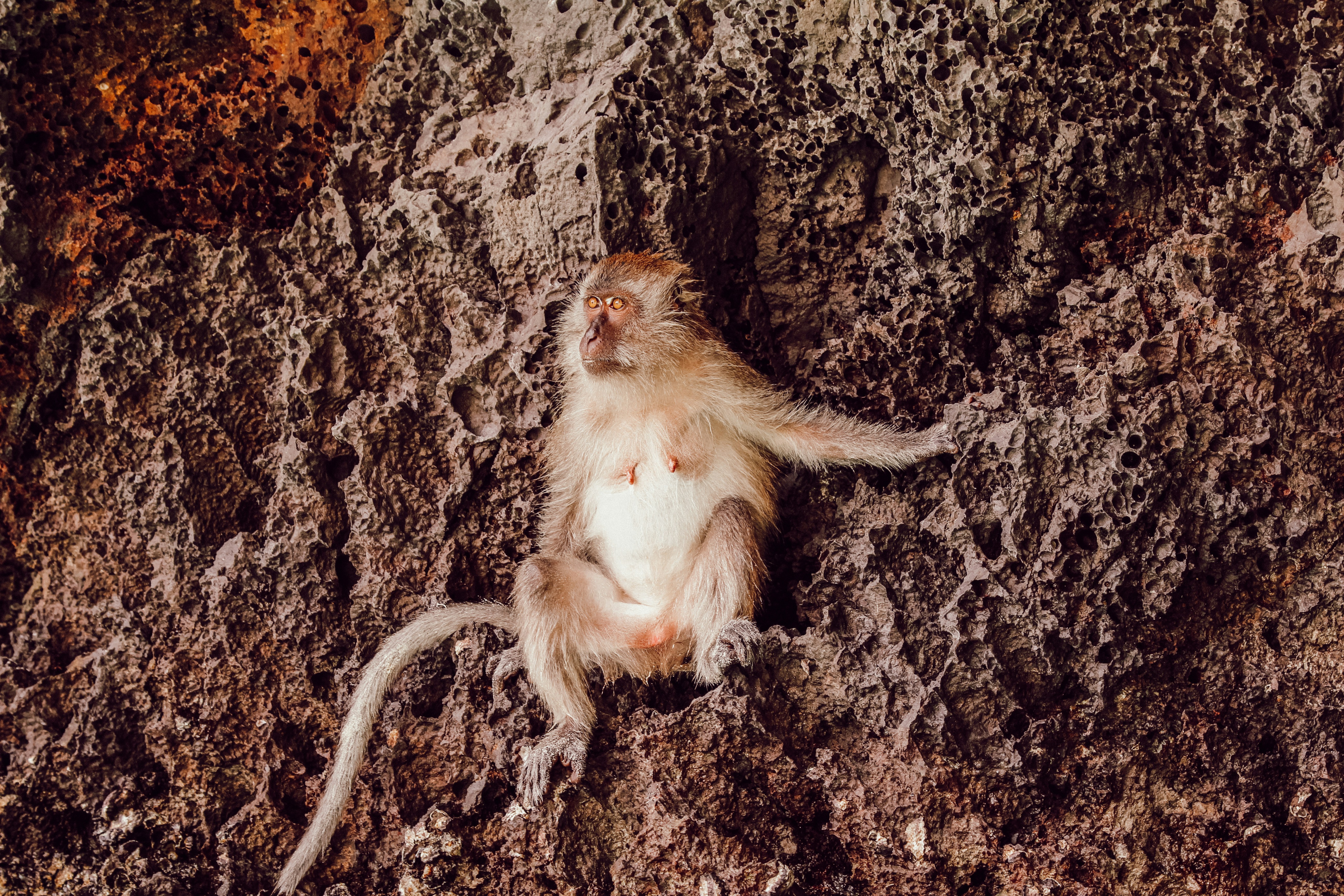 A monkey resting against a textured rock wall, embodying tranquility in its natural habitat.