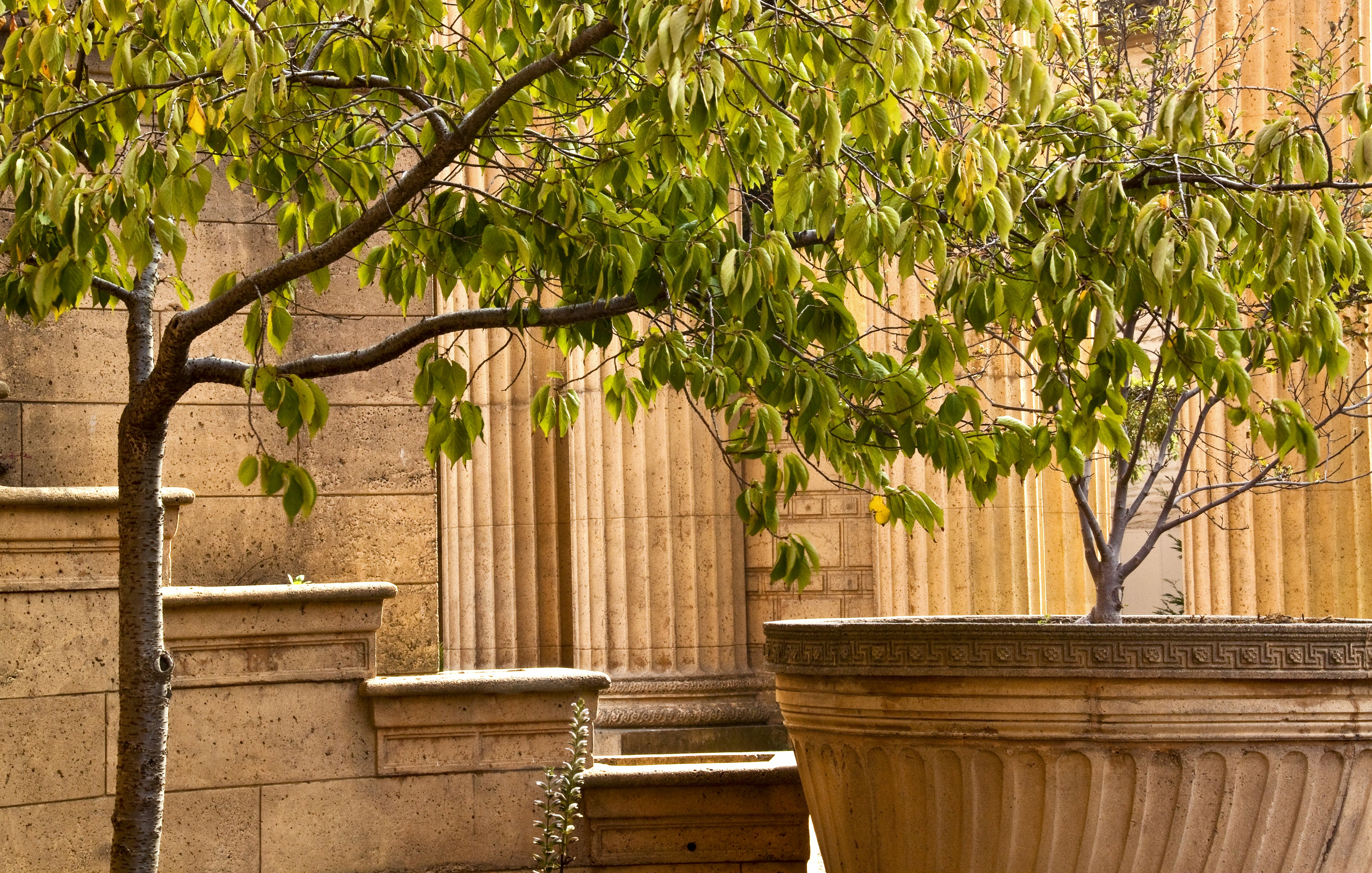 Terracotta Steps and Verdant Canopy Framing a Quiet Courtyard