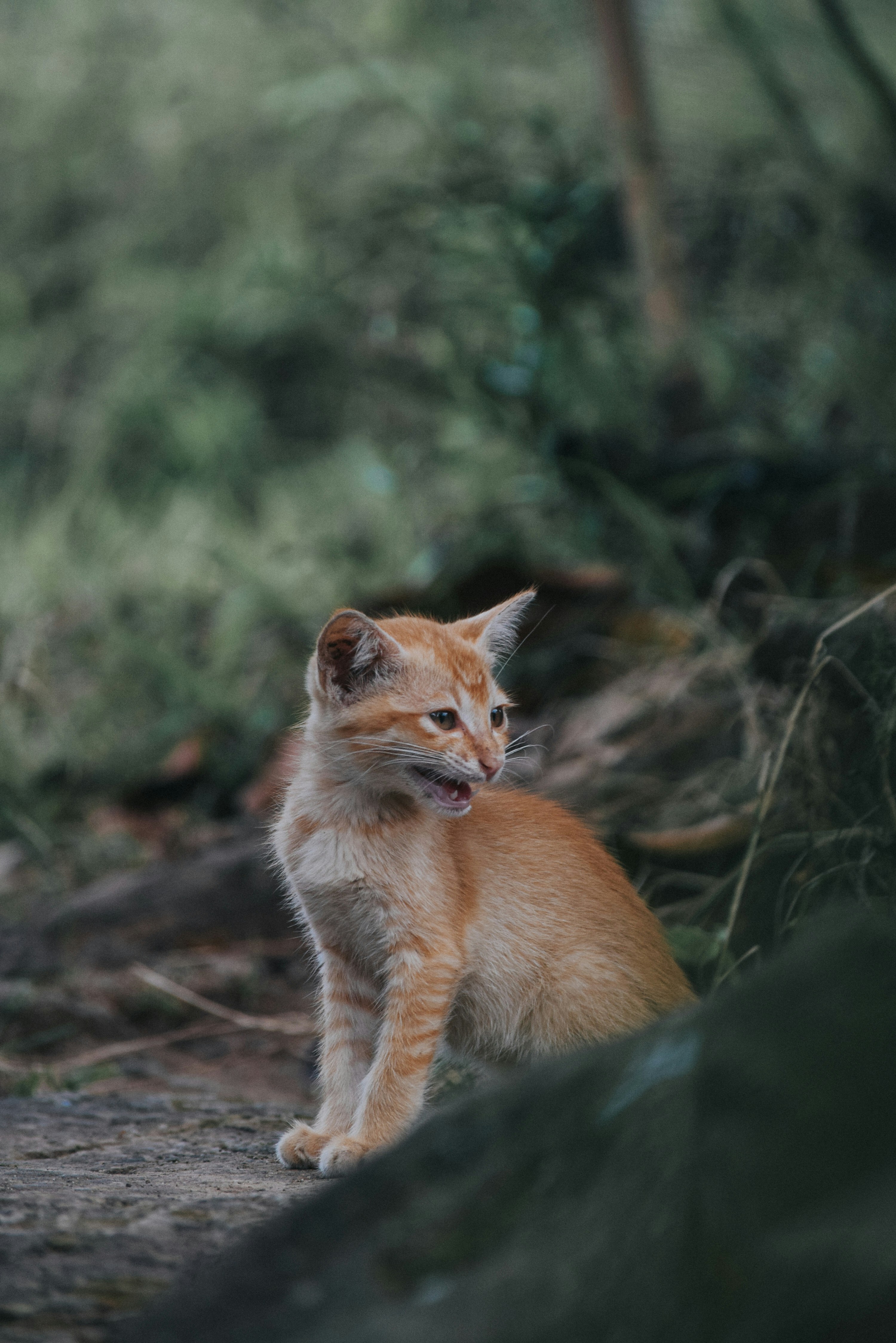 An orange kitten sitting on a rocky path, gazing curiously amidst lush greenery.