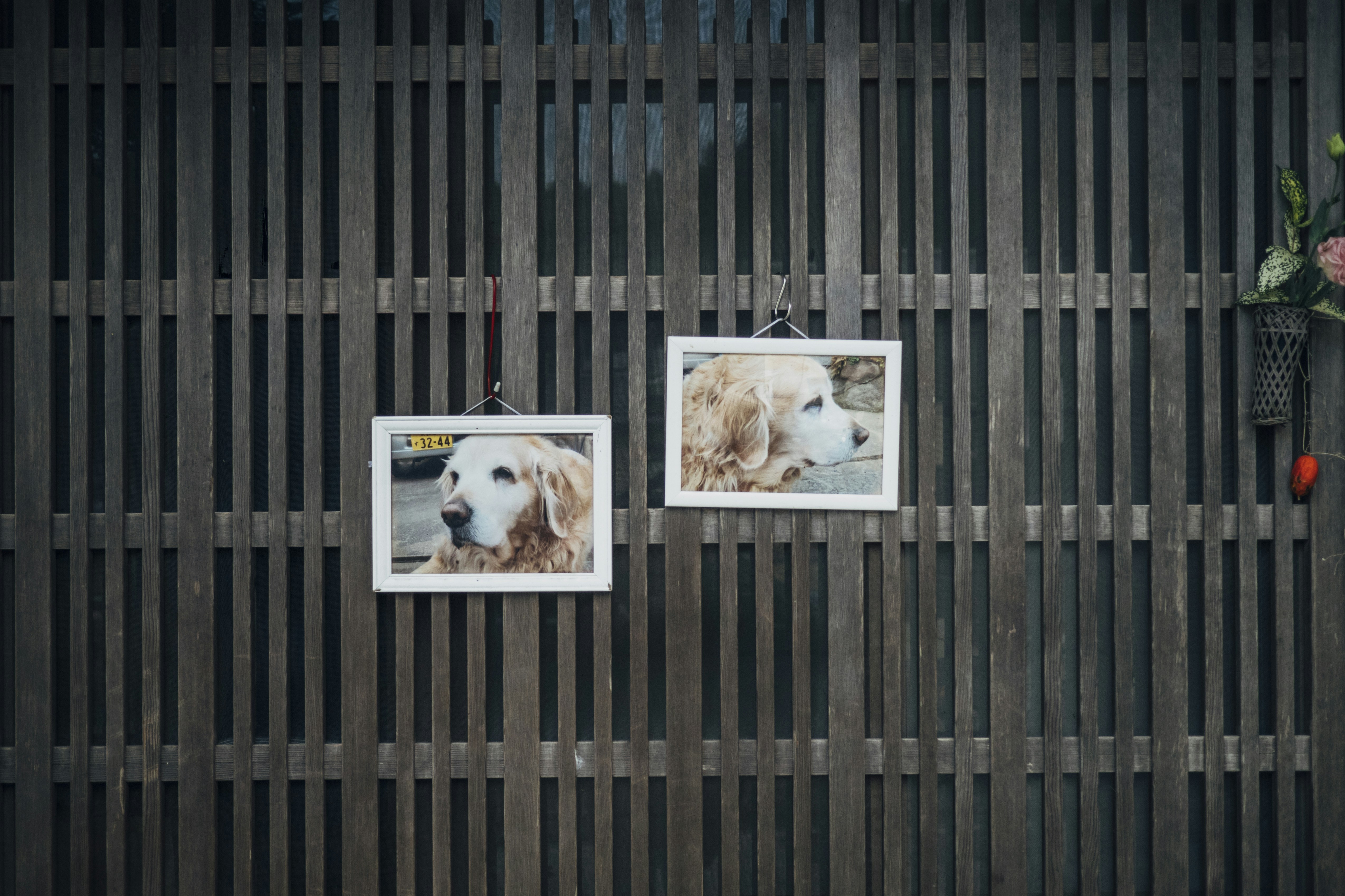 Two framed photos of a golden retriever on a wooden slatted wall.