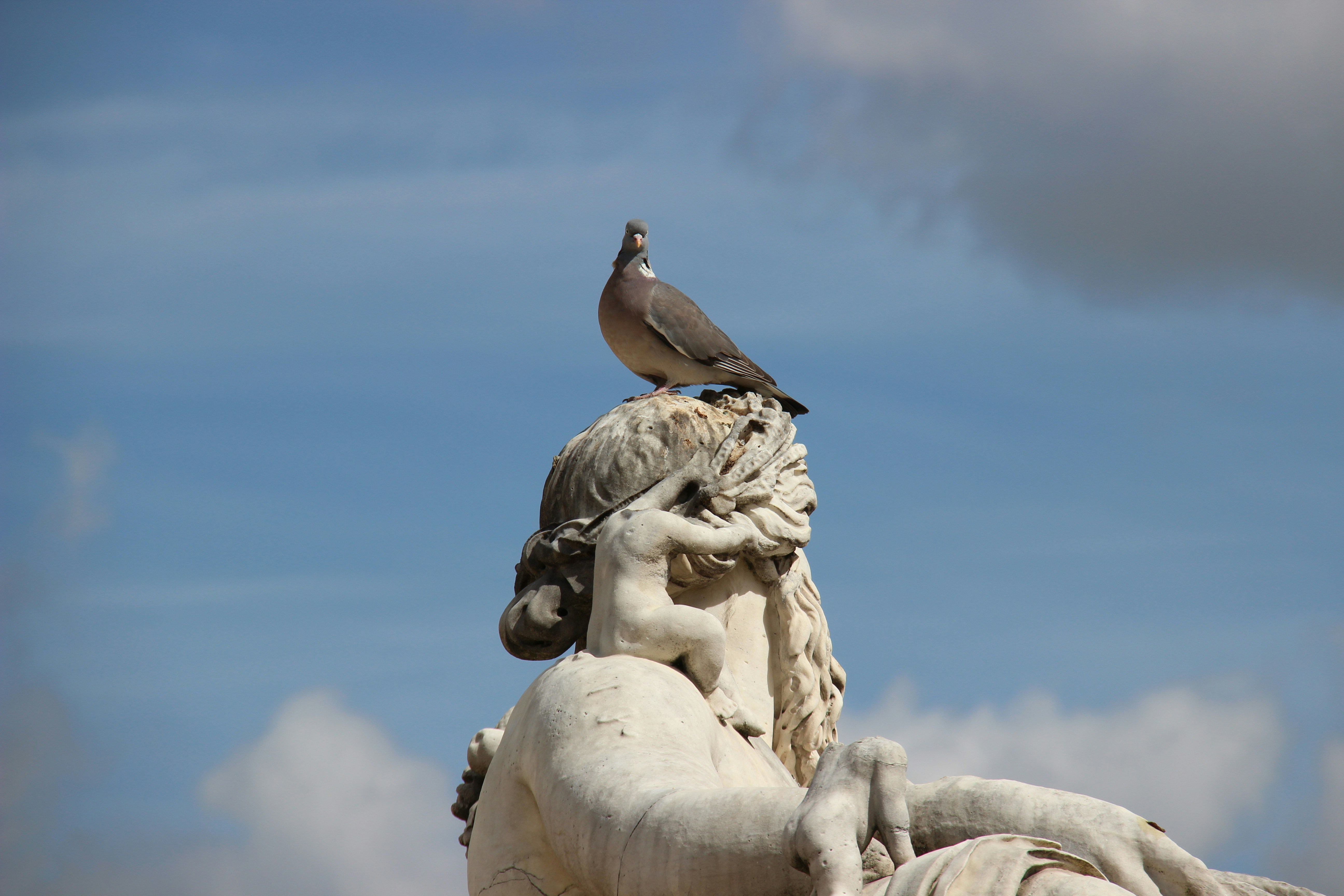 Pigeon Perch atop Marble Figure: A Quiet Skyward Moment