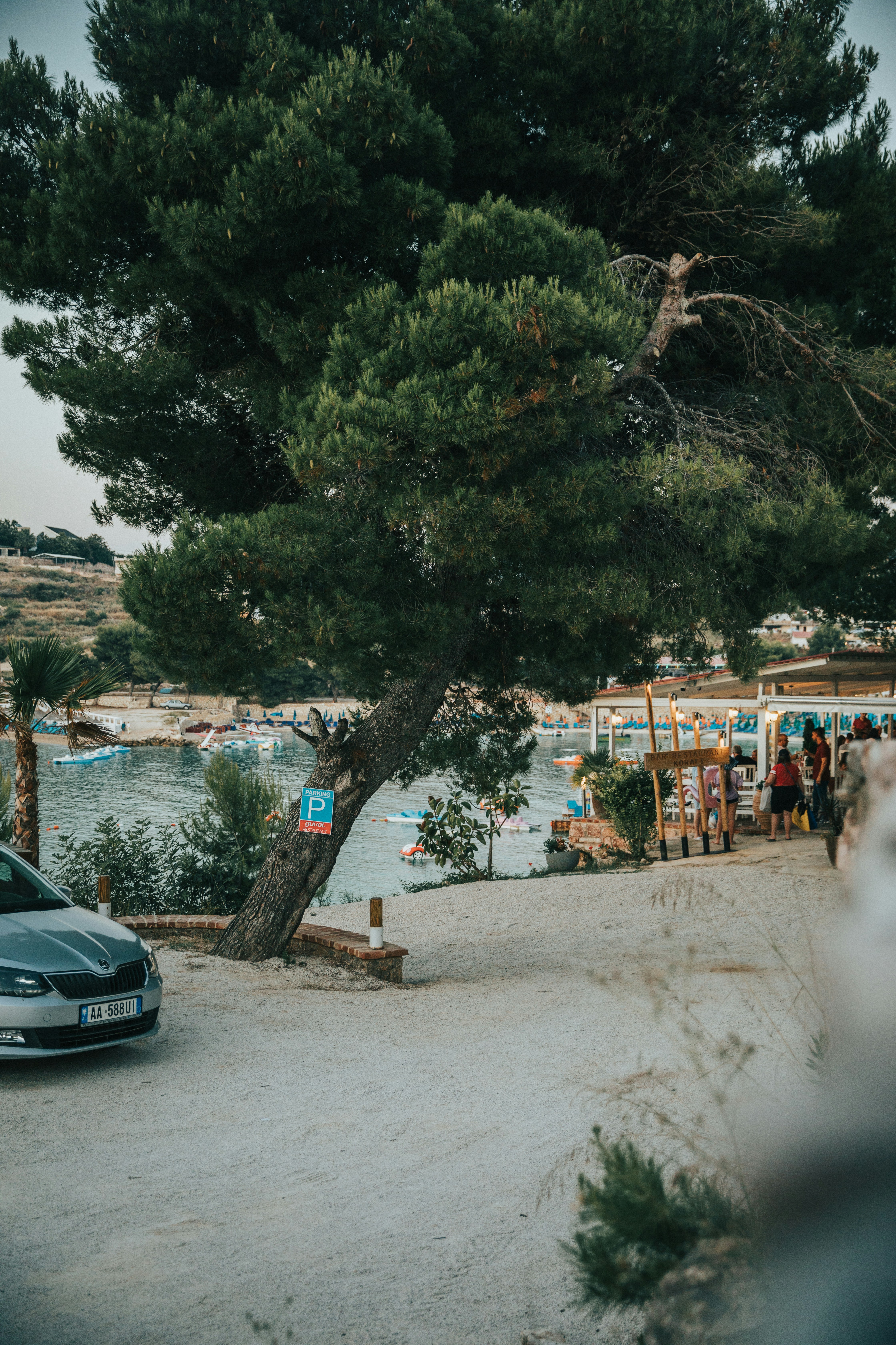 Tree Leaning Over a Coastal Path as Visitors Breathe by the Shore