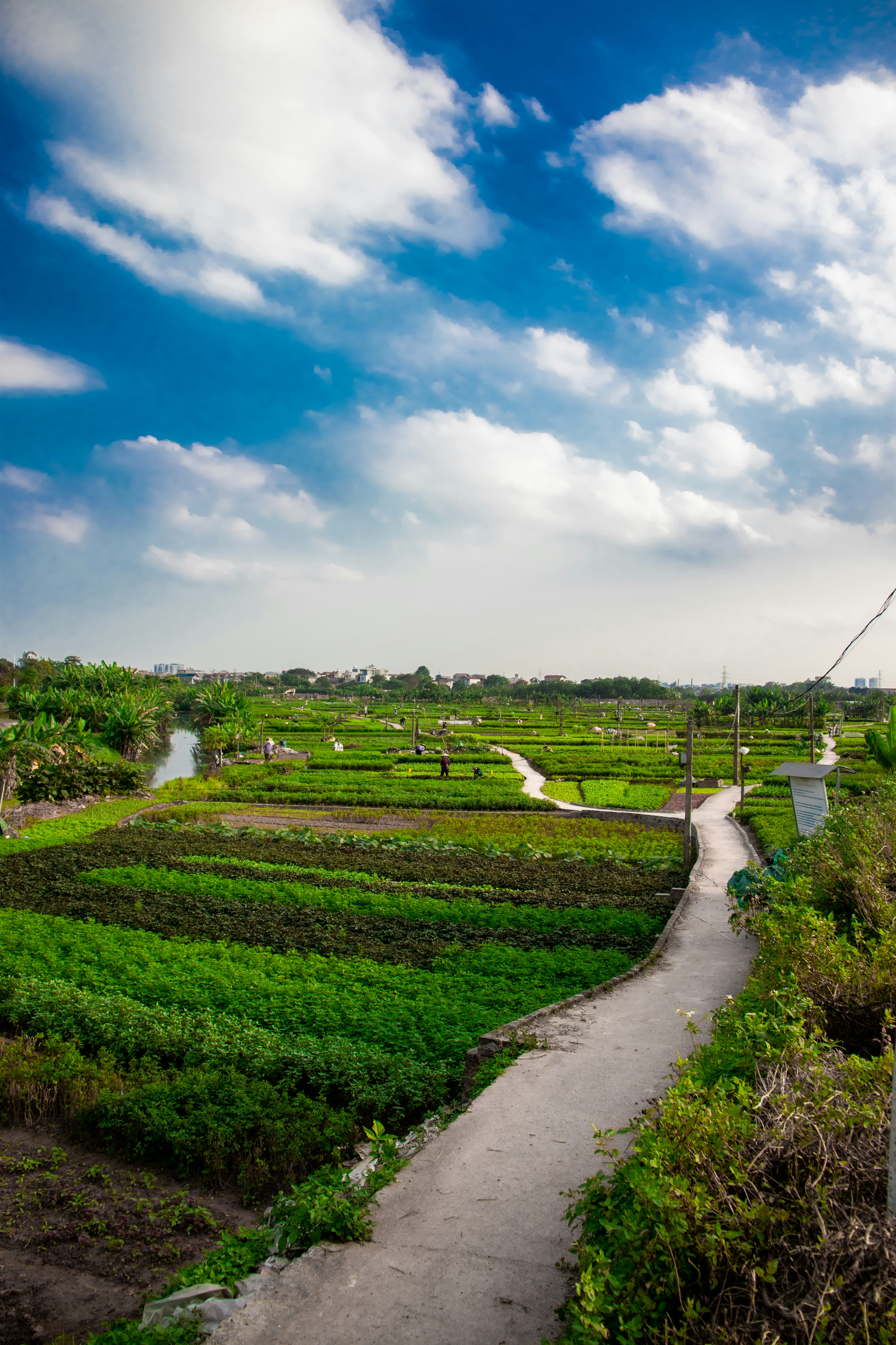 Green grass field under blue sky during daytime photo – Free Hanoi ...