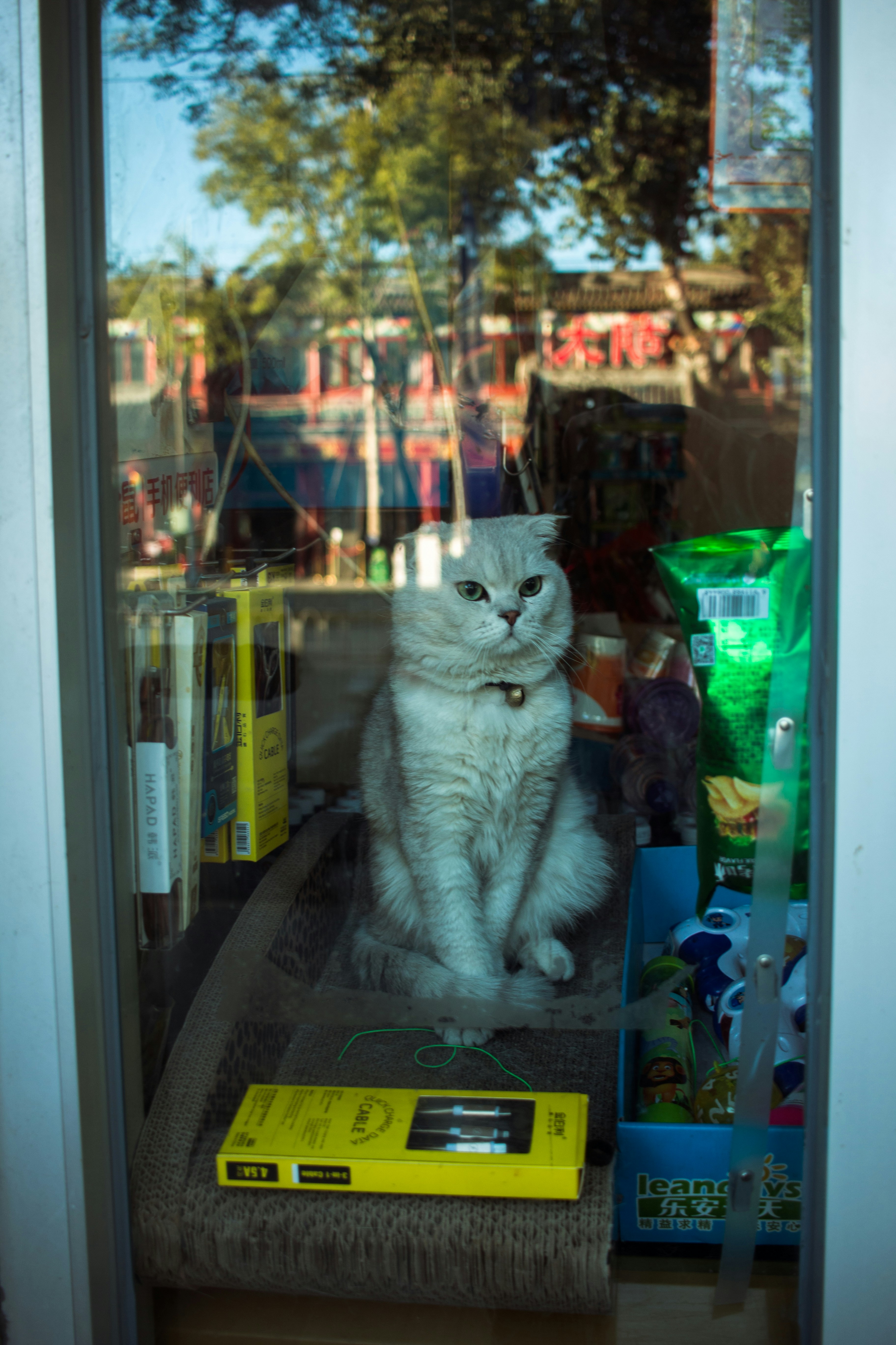 russian blue cat on blue and white table
