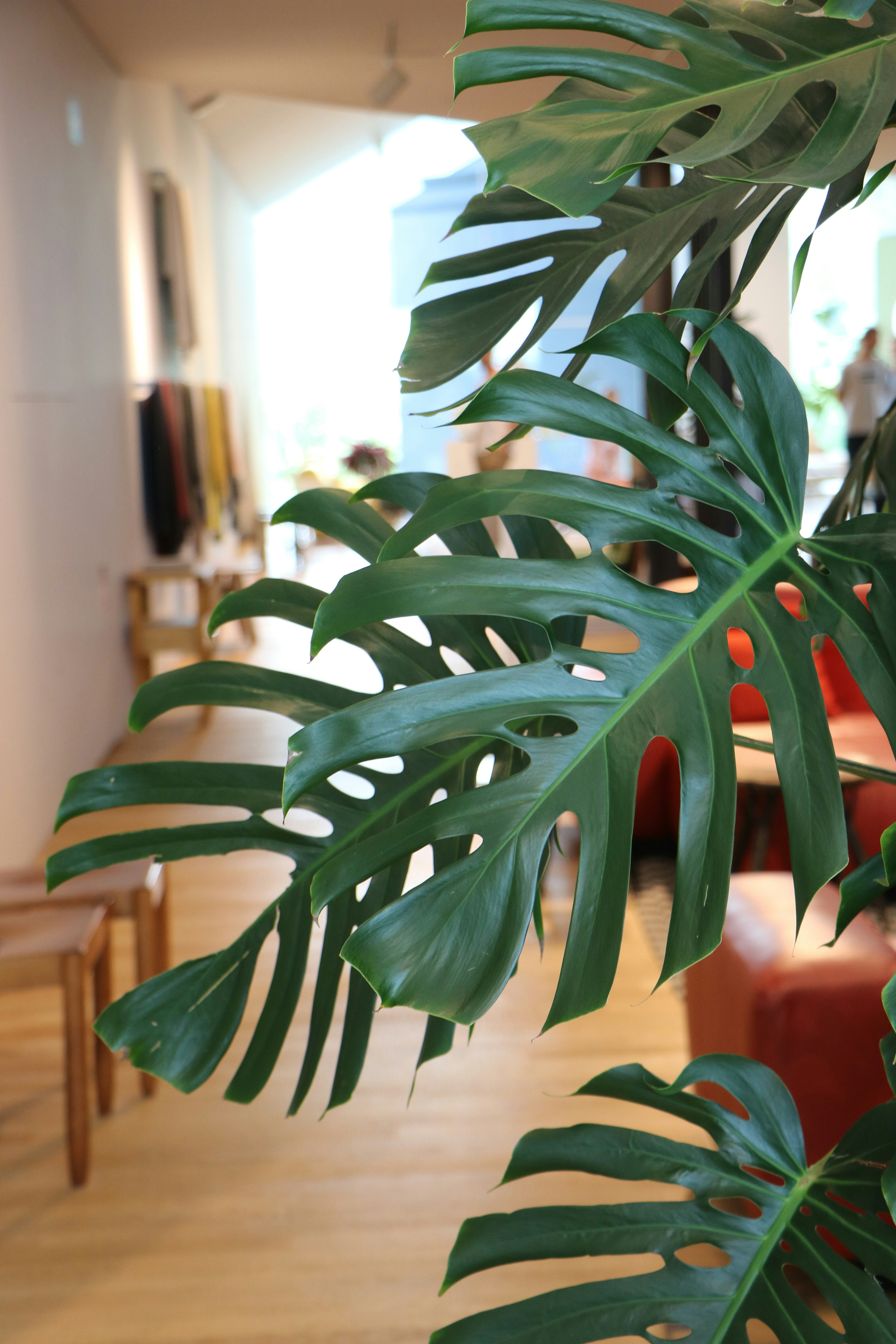 Monstera leaf gracefully framing a modern interior space filled with natural light.