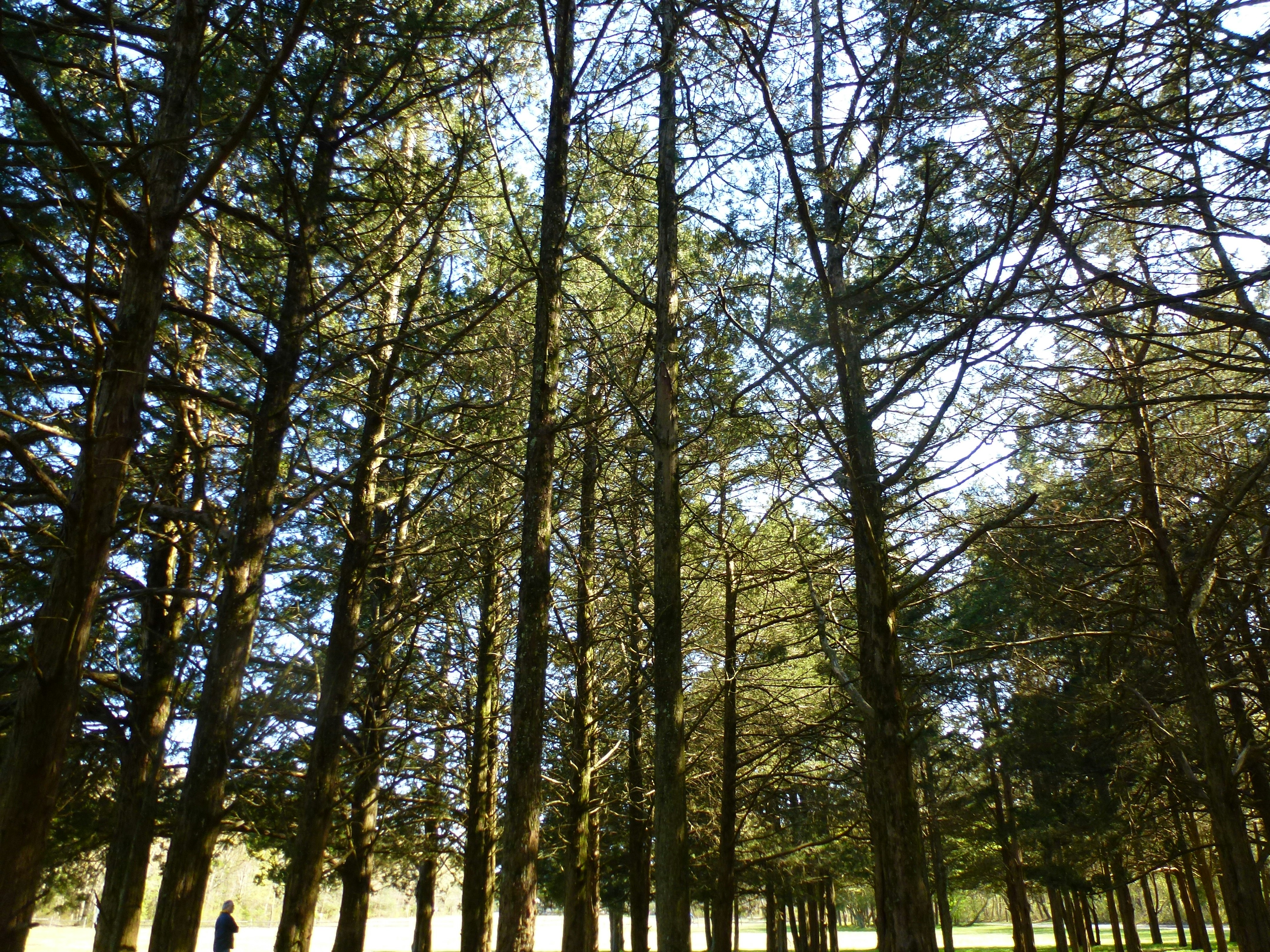 Tall trees create a natural cathedral in the forest, with sunlight filtering through the branches. A figure stands in the distance, adding scale to the serene scene.