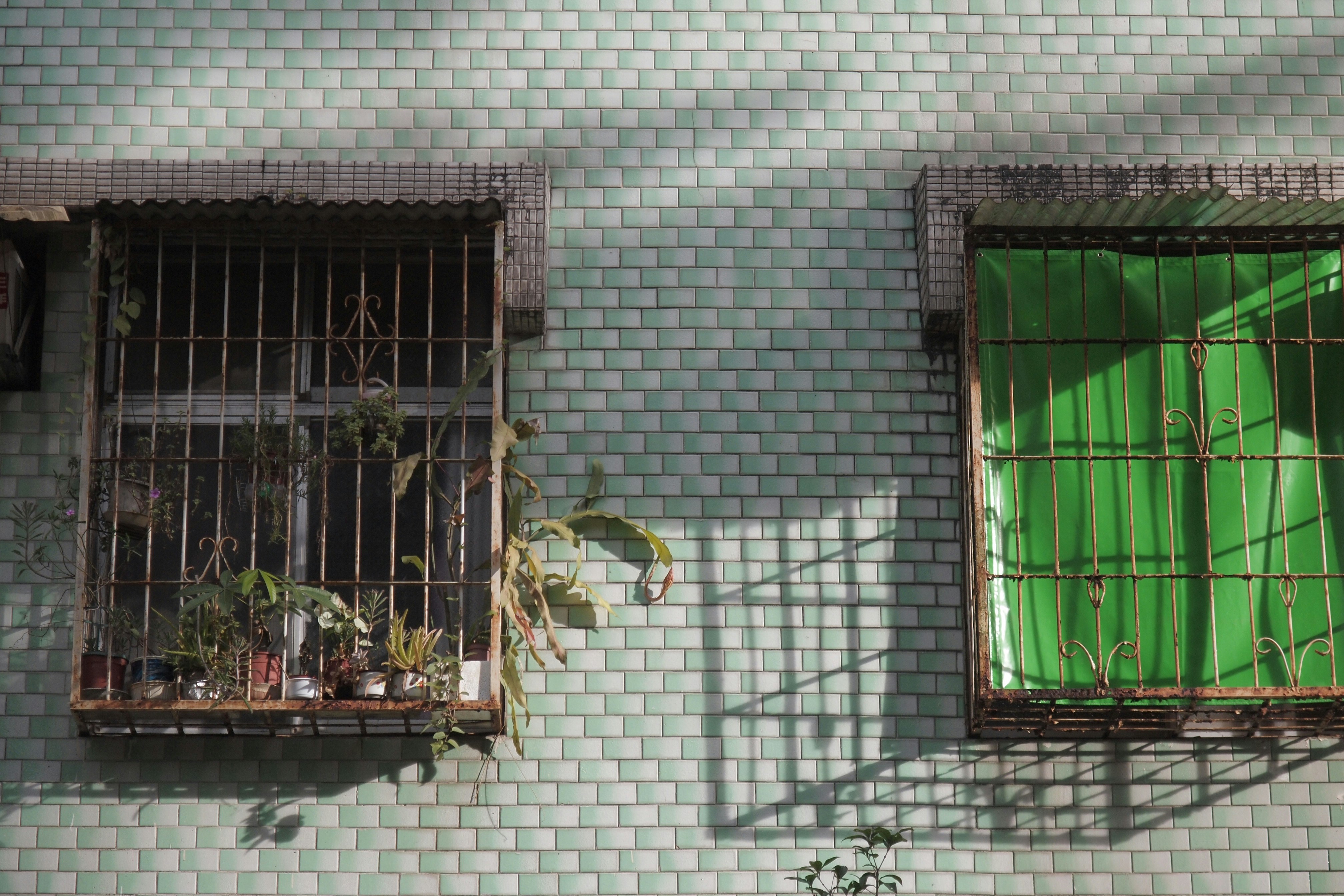 Two windows with iron grilles adorned with plants, set against a textured green wall. The vibrant green window contrasts with the muted tones of the surrounding architecture.