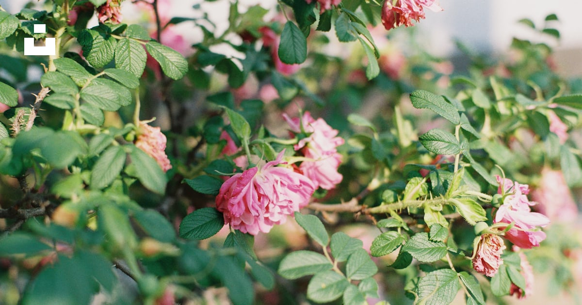 Flor Rosada Con Hojas Verdes Foto Imagen De Planta Gratuita En Unsplash
