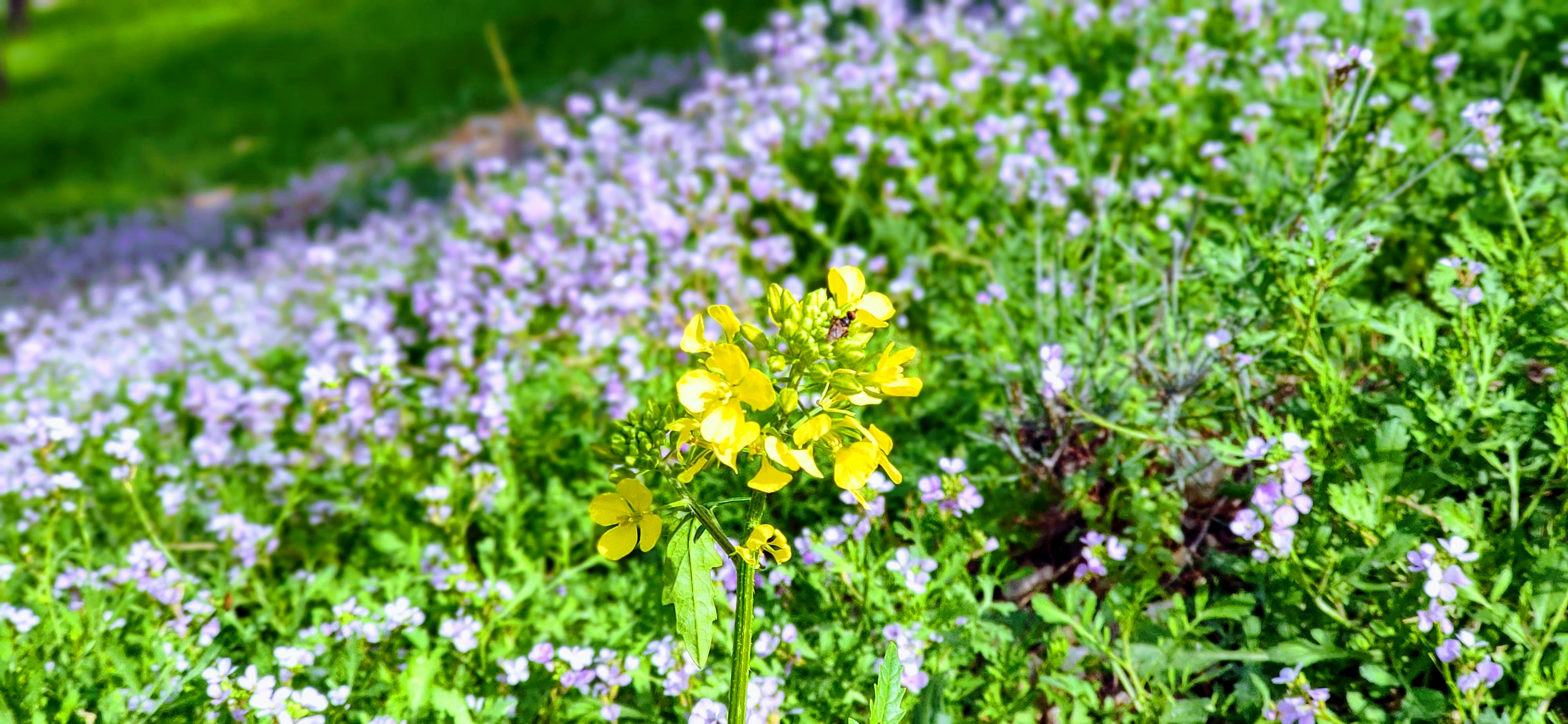 Sunlit Yellow Blossom Anchors a Field of Purple Blooms
