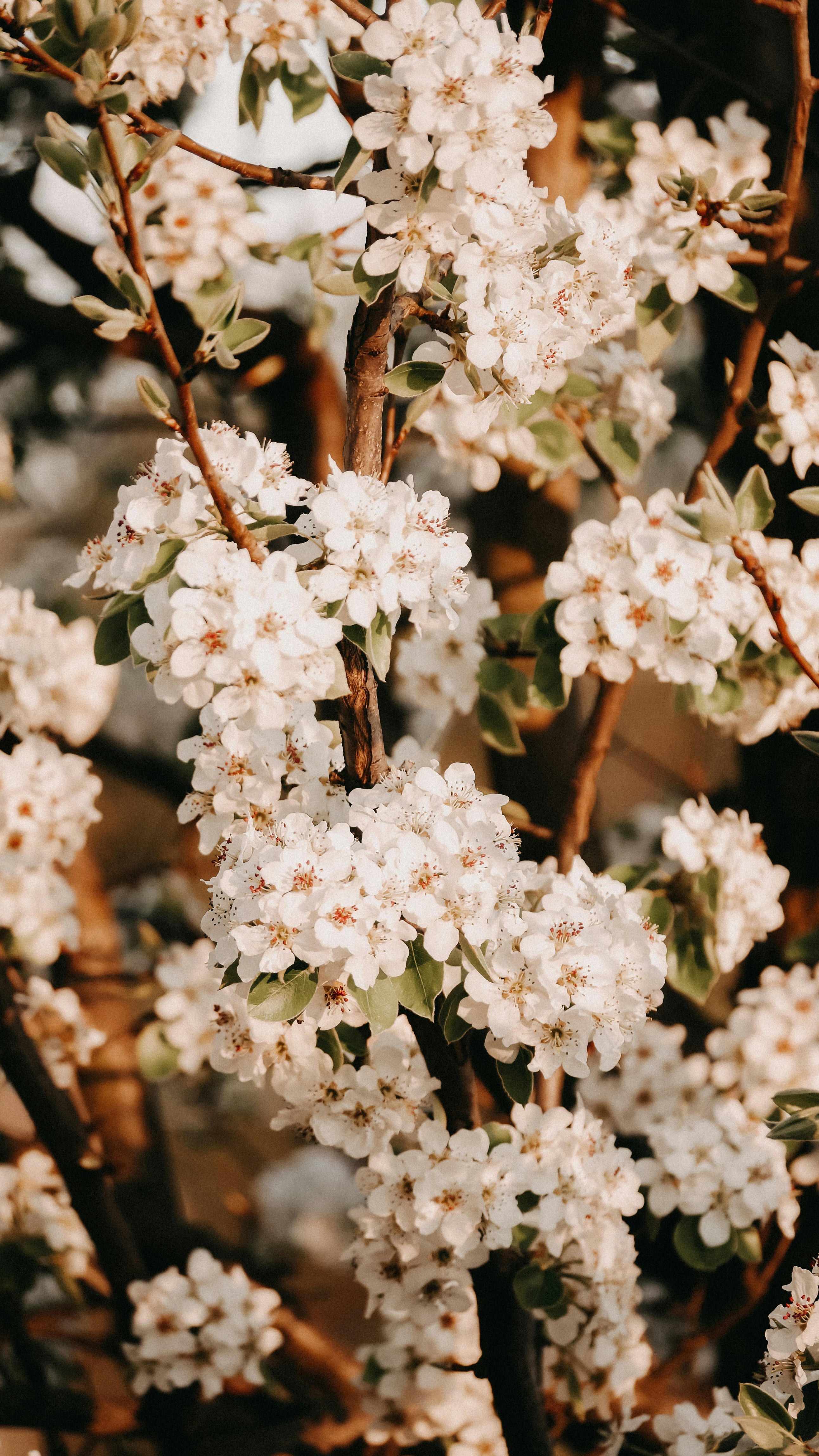 Delicate white blossoms interspersed with vibrant green leaves on a flowering tree, showcasing the beauty of spring's arrival.