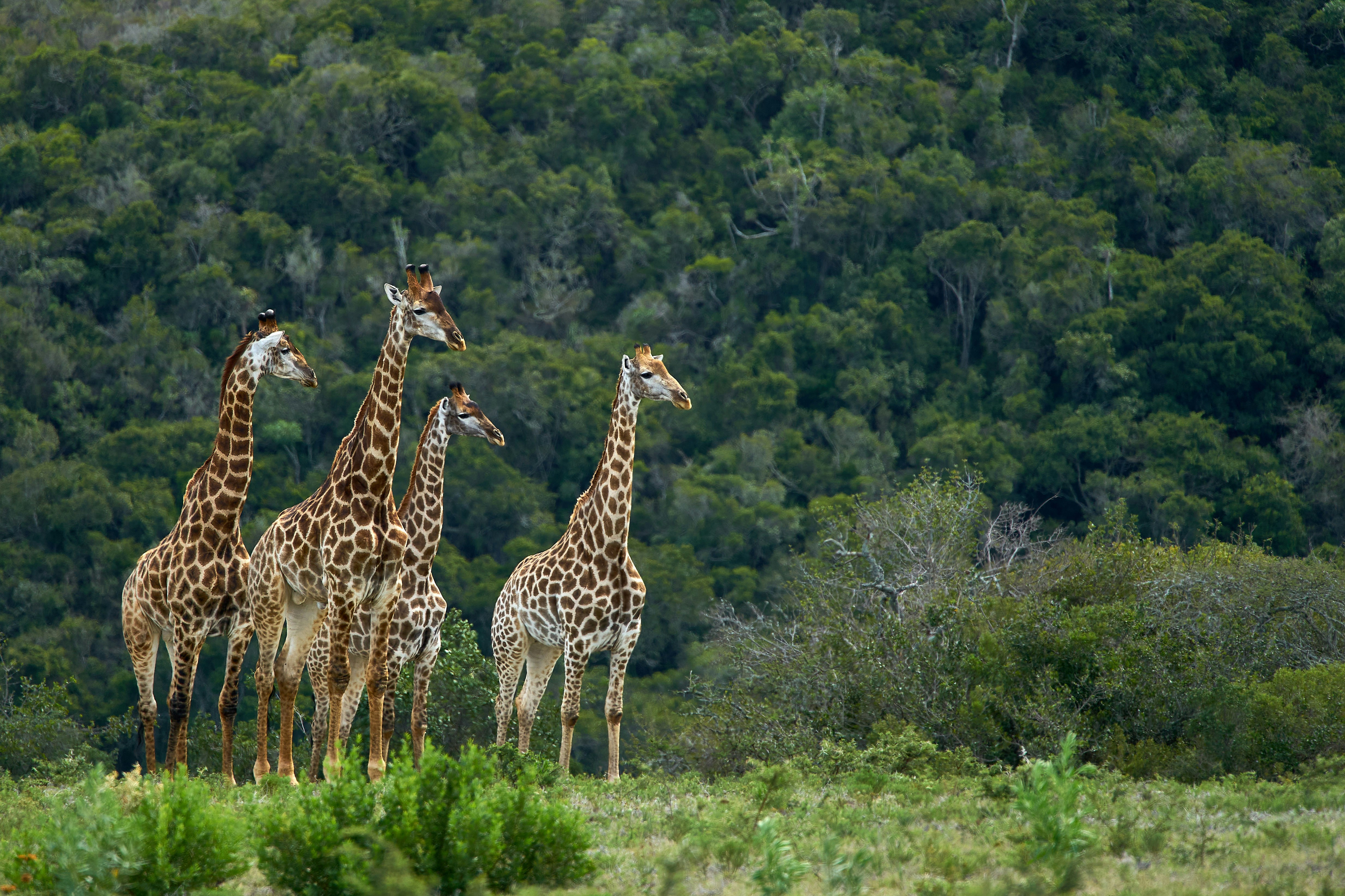 Giraffes Pictures | Download Free Images on Unsplash